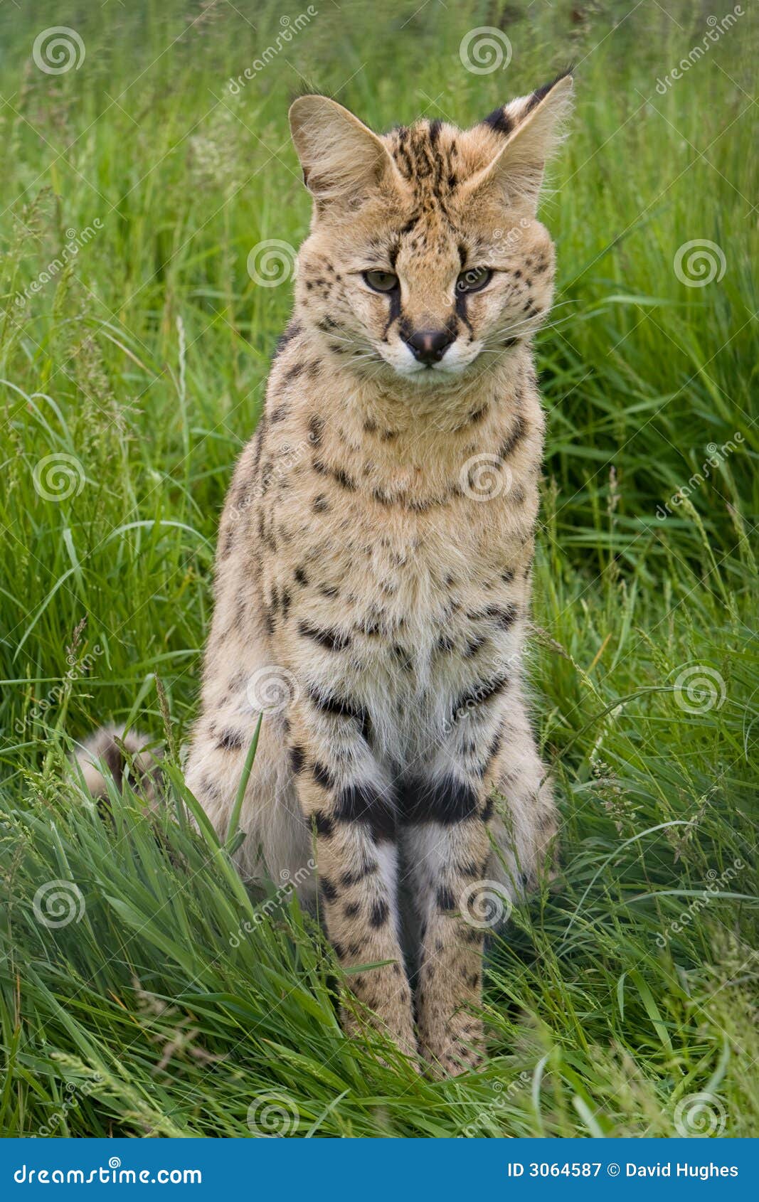 Serval cat stock image. Image of hunter, posed, africa - 3064587