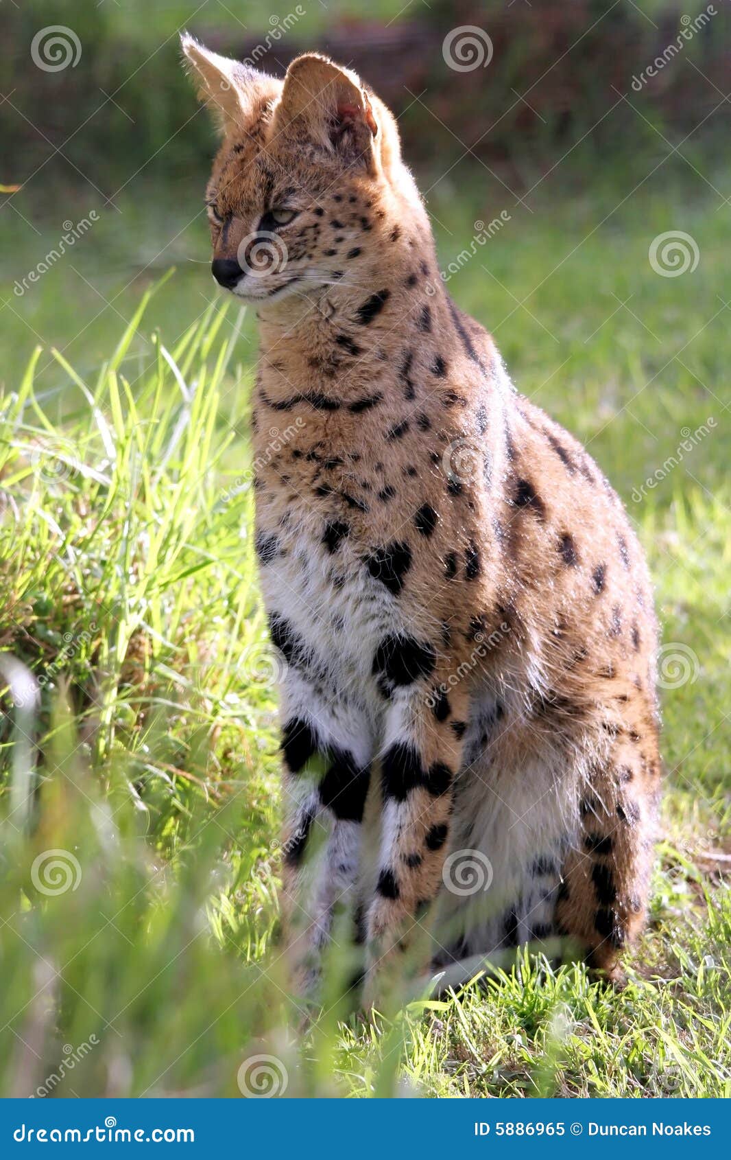 Serval Cat stock image. Image of ears, long, green, grass - 5886965