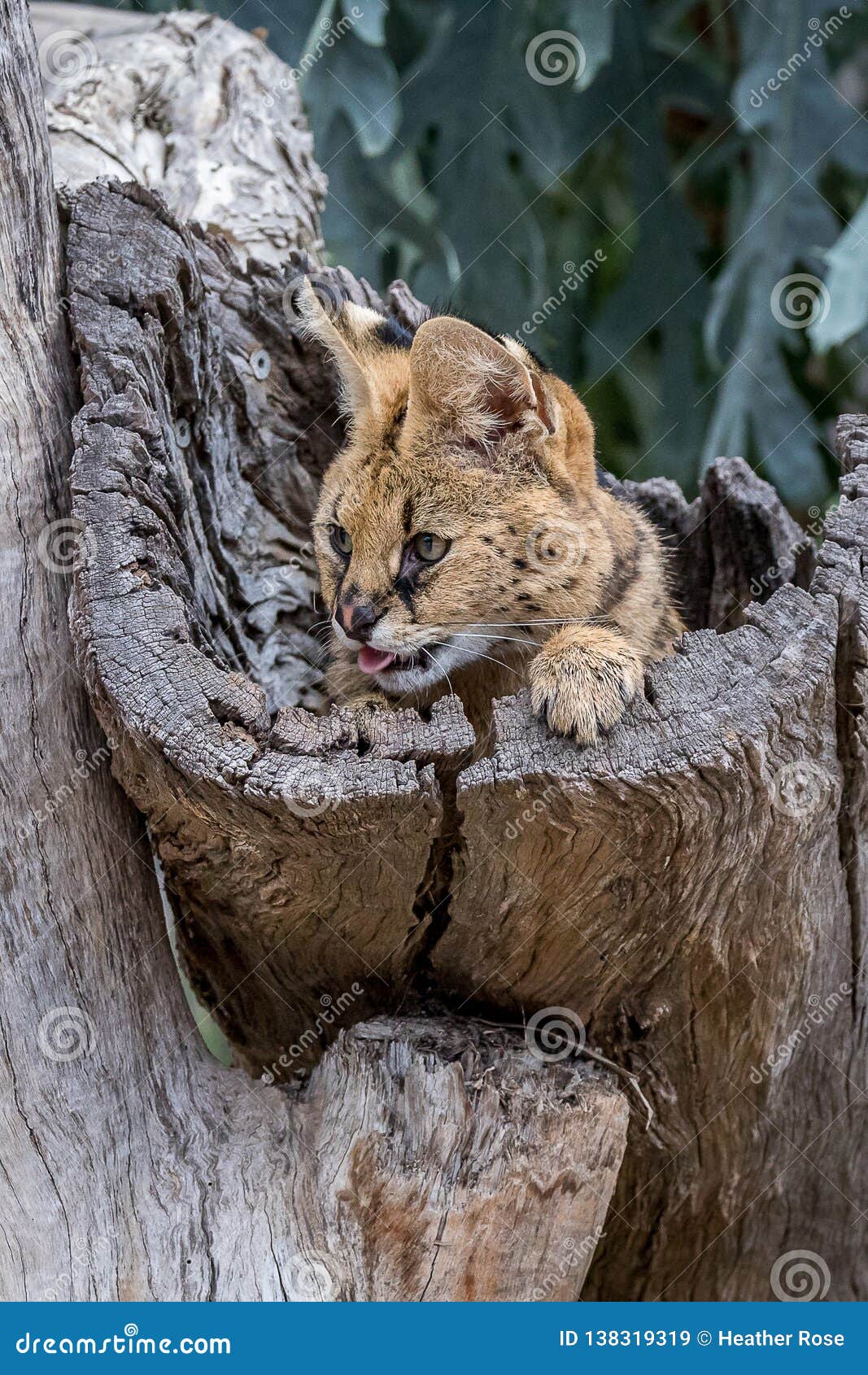 Serval In A Tree At Kruger Stock Image | CartoonDealer.com #64766533