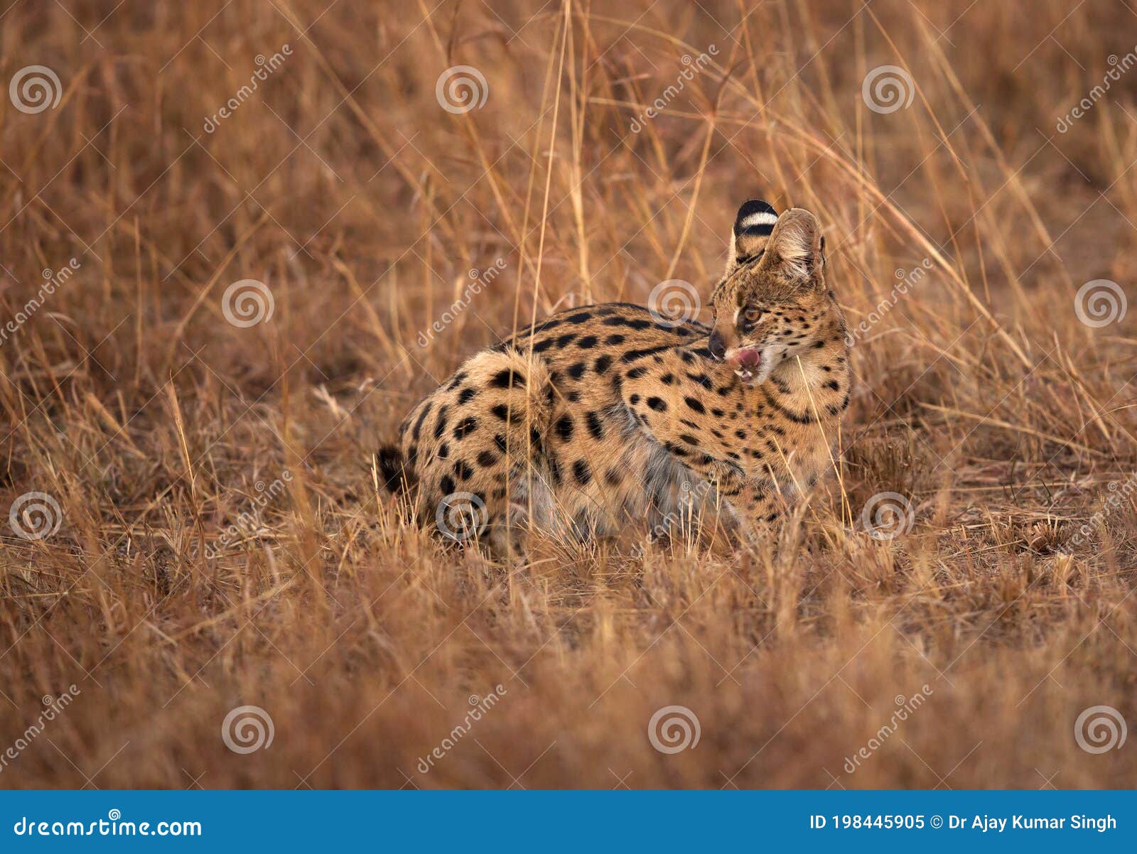 Serval Cat Looking Back, Masai Mara Stock Image - Image of kenya ...