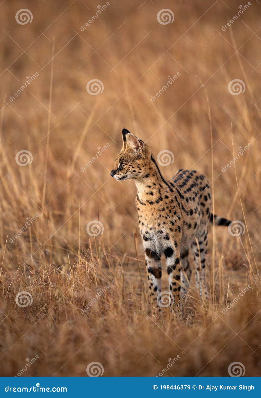 Serval Cat, Masai Mara stock image. Image of jungle - 198446379