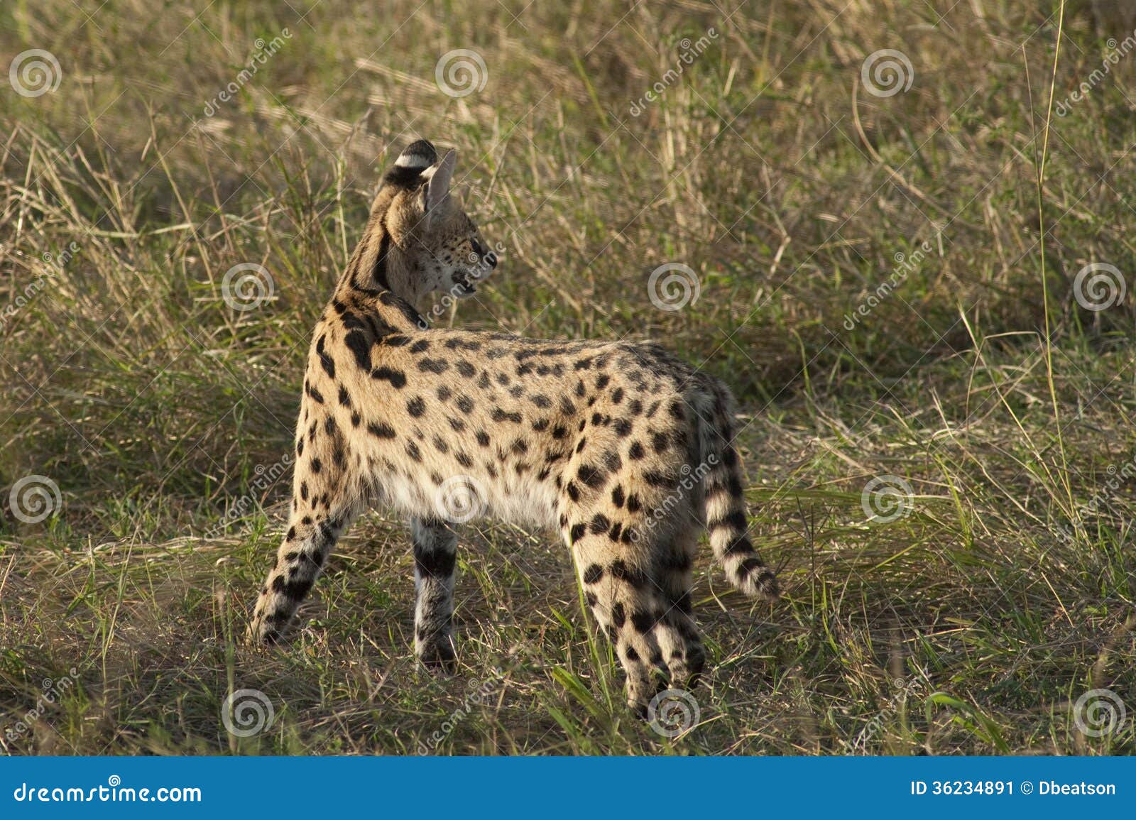 Serval cat stock image. Image of feline, claws, serval - 36234891