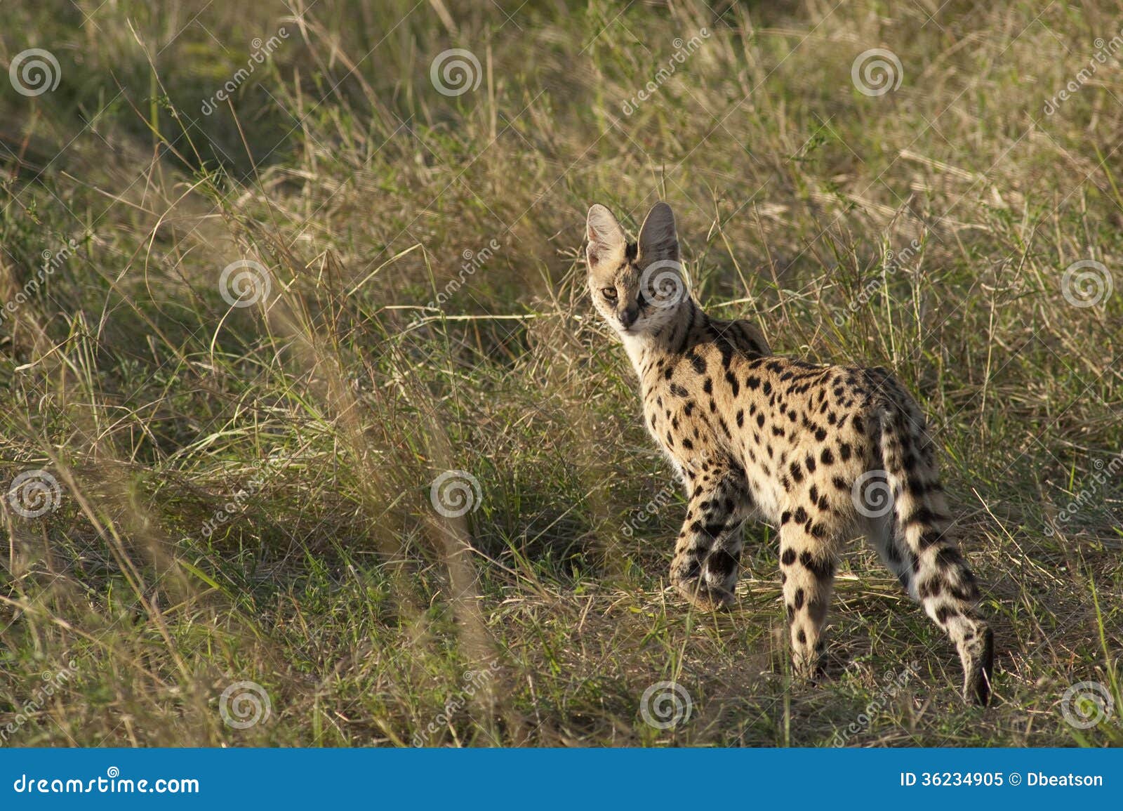Serval Jumping For Bird