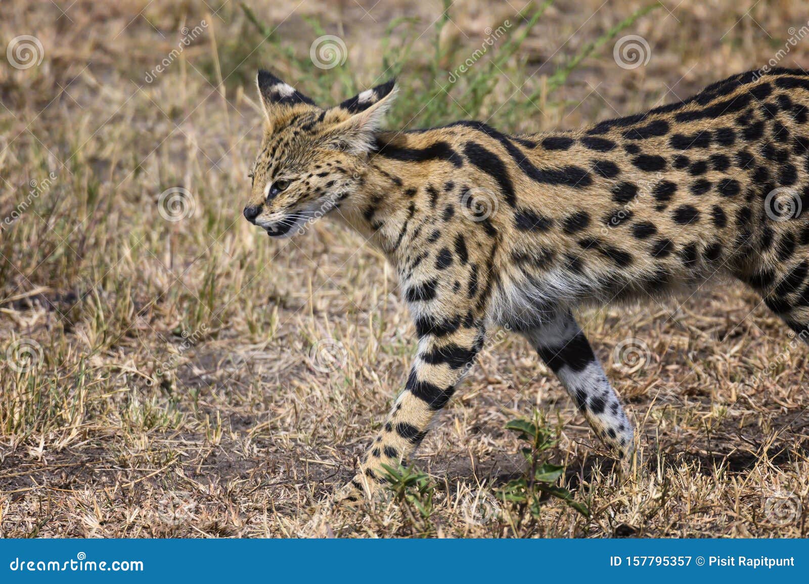 Serval Cat in Masai Mara ,Kenya. Stock Image - Image of predater ...