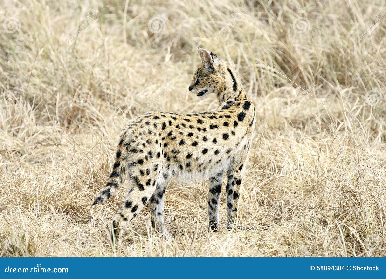 Serval Cat in Masai Mara Reserve, Kenya Stock Photo - Image of walking ...