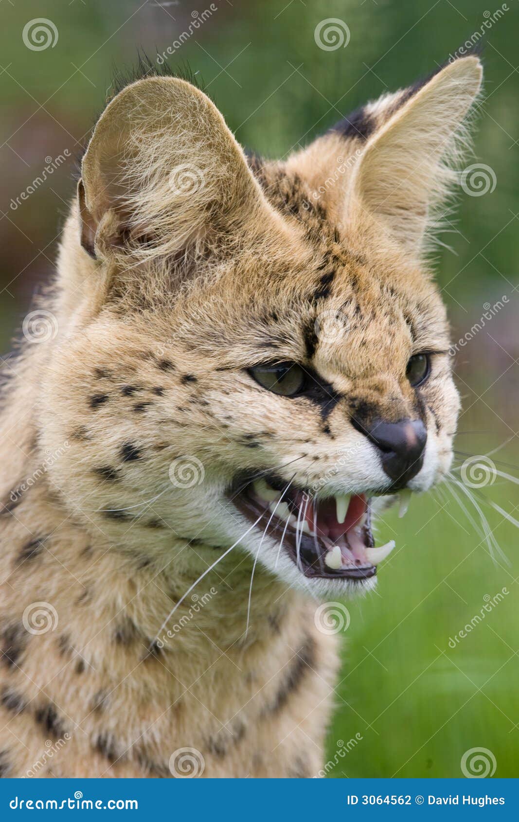 Serval cat snarling stock photo. Image of serval, wild - 3064562