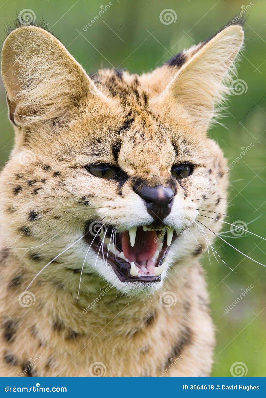Serval cat snarling stock photo. Image of serval, snarl - 3064618