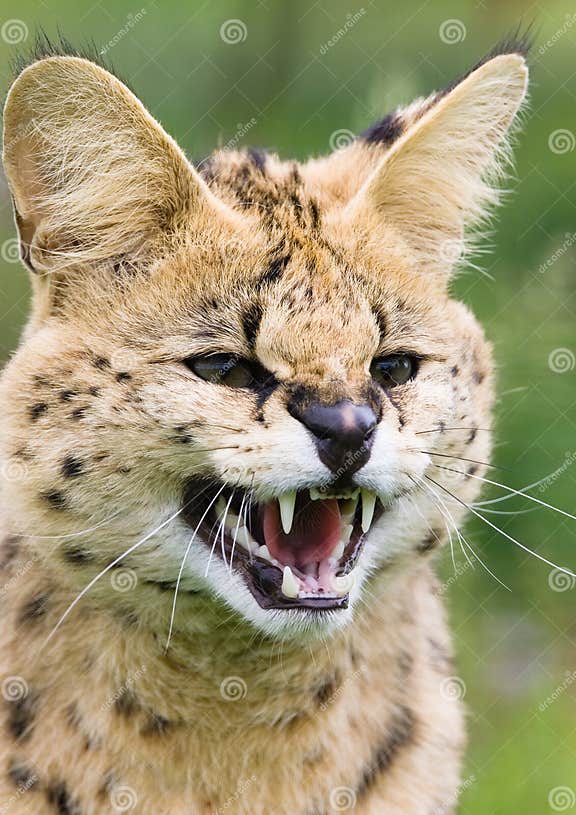Serval cat snarling stock photo. Image of serval, snarl - 3064618