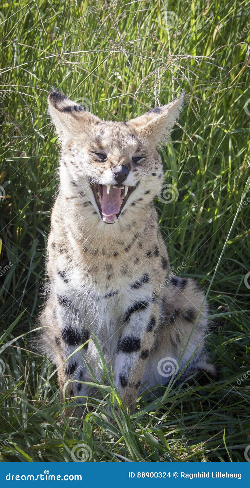 Serval cat stock photo. Image of pretty, summer, servals - 88900324