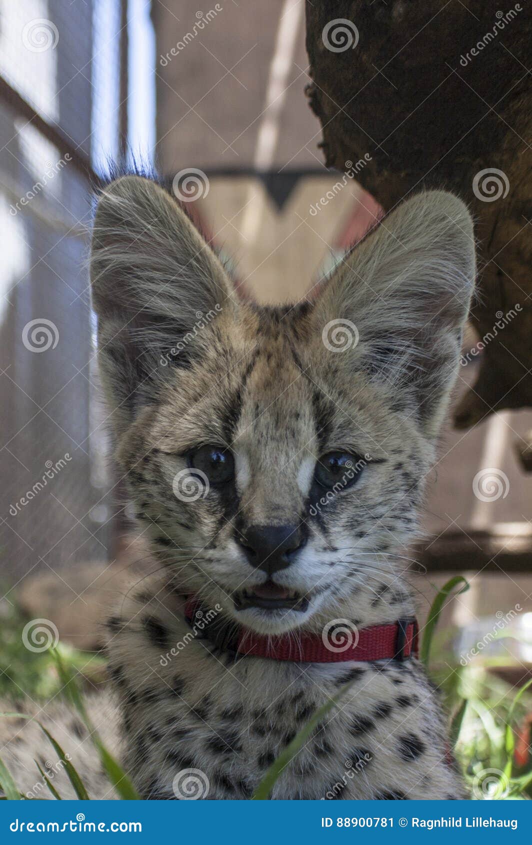 Serval cat stock image. Image of nopeople, smiling, colors - 88900781