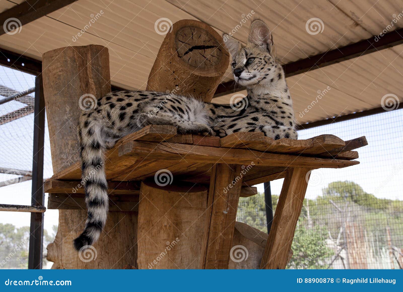Serval cat stock photo. Image of orange, colors, life - 88900878