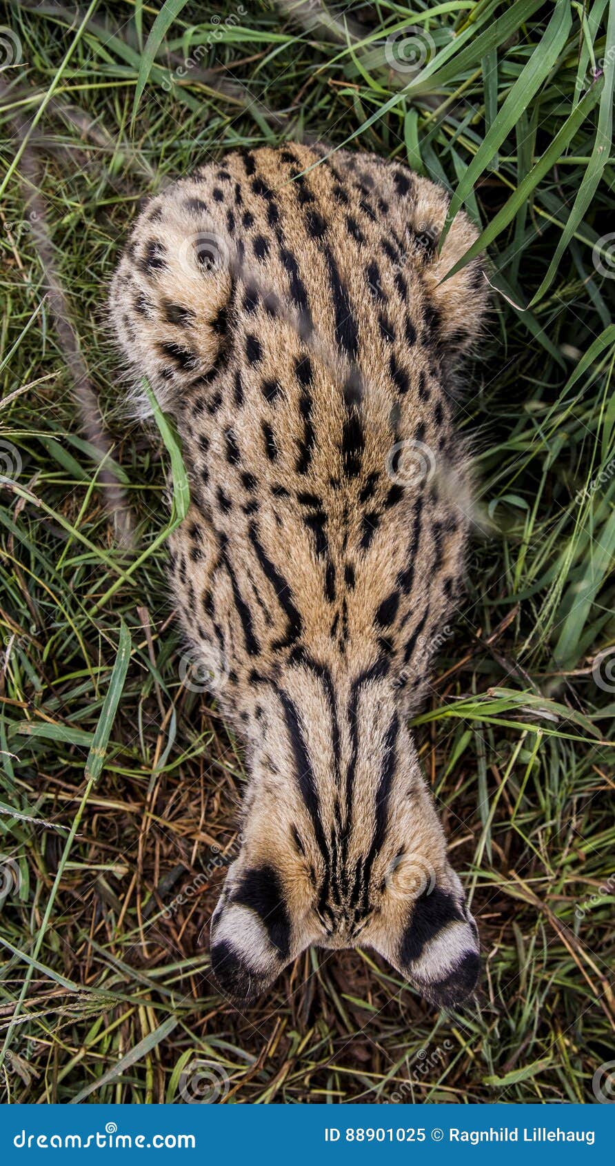 Serval cat stock image. Image of endangered, smiling - 88901025
