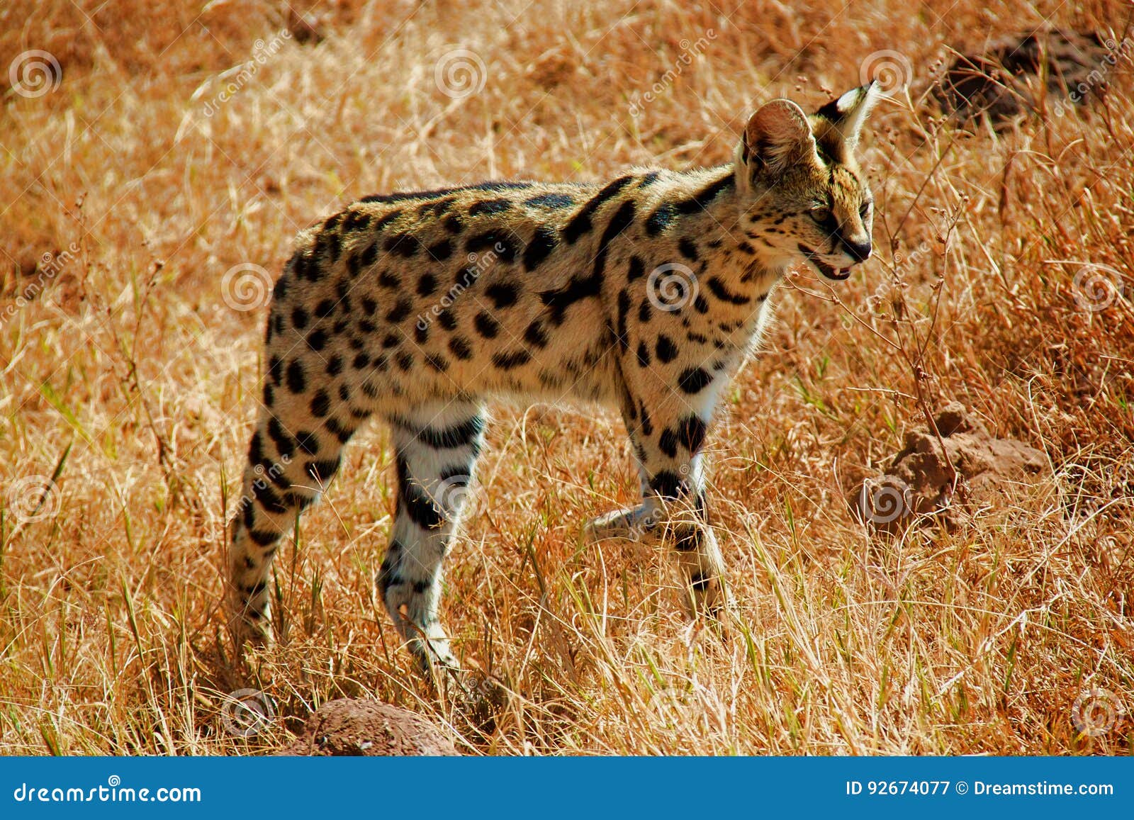 Serval Cat Tanzania Safari imagen de archivo. Imagen de tanzania - 92674077