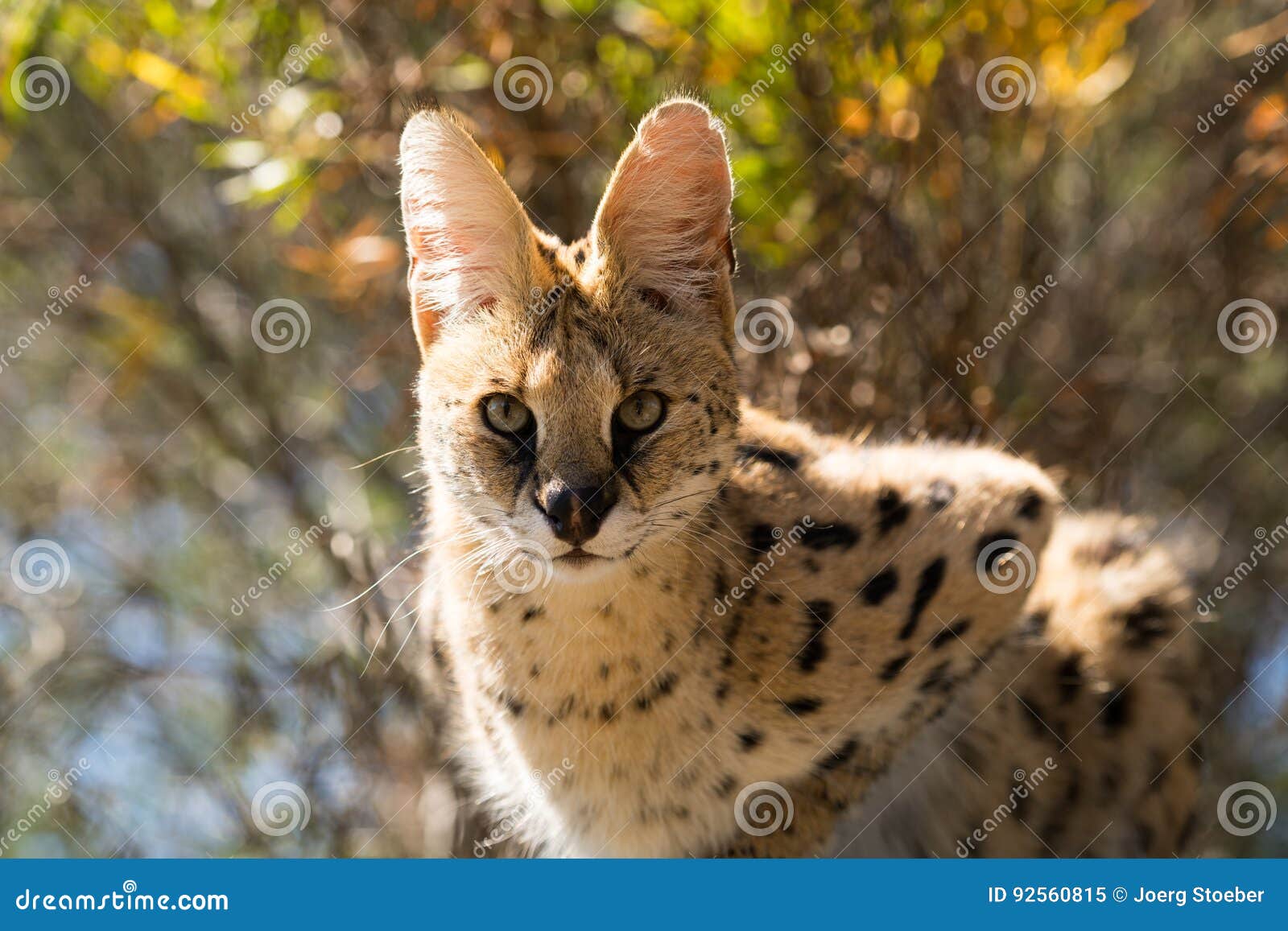 Servals Eating Fish