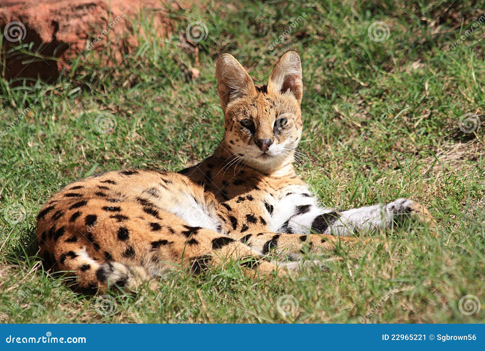 Serval - Chat Sauvage De L'Afrique Image stock - Image du sauvage ...