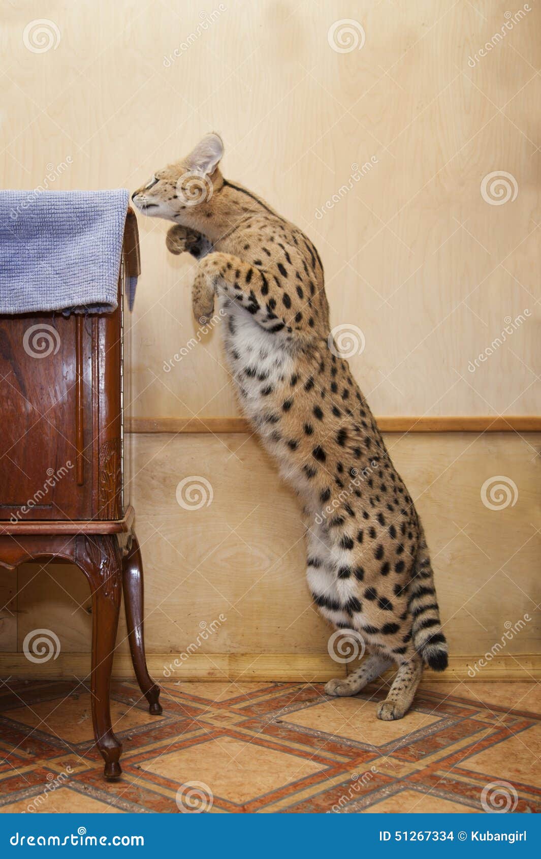 Serval för stor katt hemma arkivfoto. Bild av kattunge - 51267334