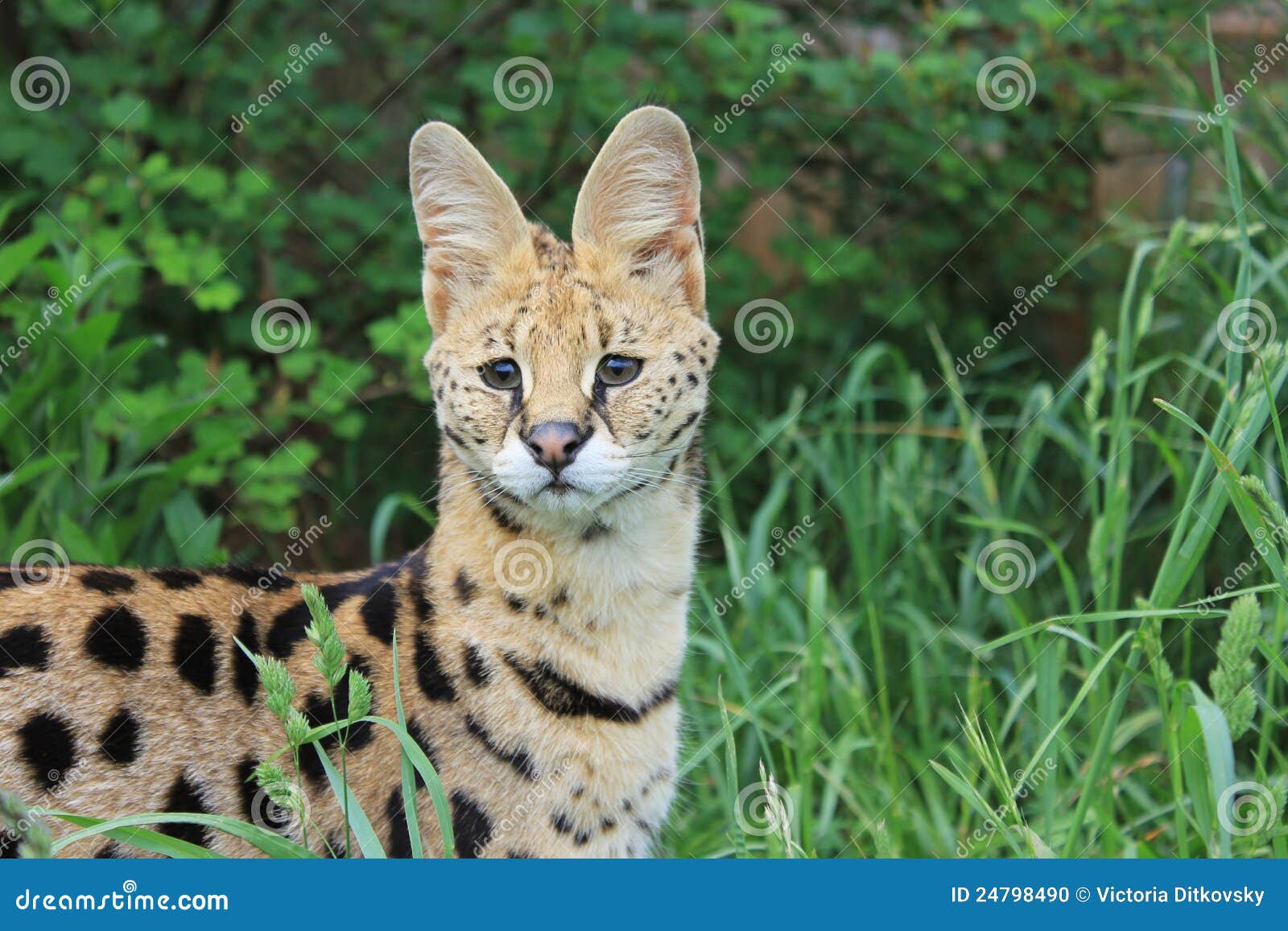 Serval, female stock photo. Image of serval, female, animal - 24798490