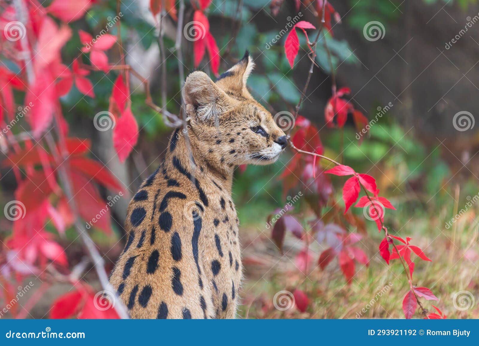 Serval On A Tree Royalty-Free Stock Photo | CartoonDealer.com #135768081