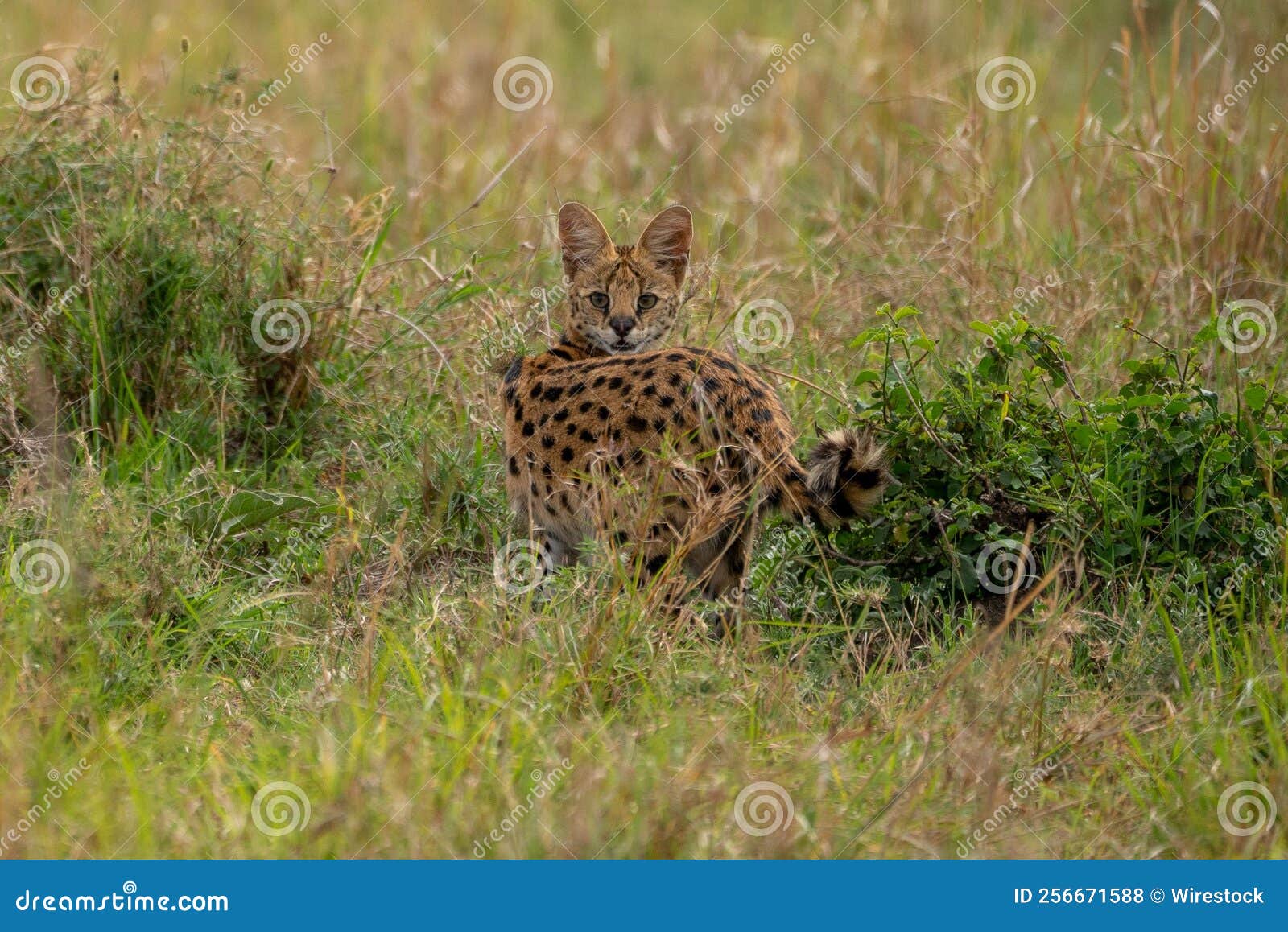 Serval in a Green Meadow Looking Back. Stock Photo - Image of back ...