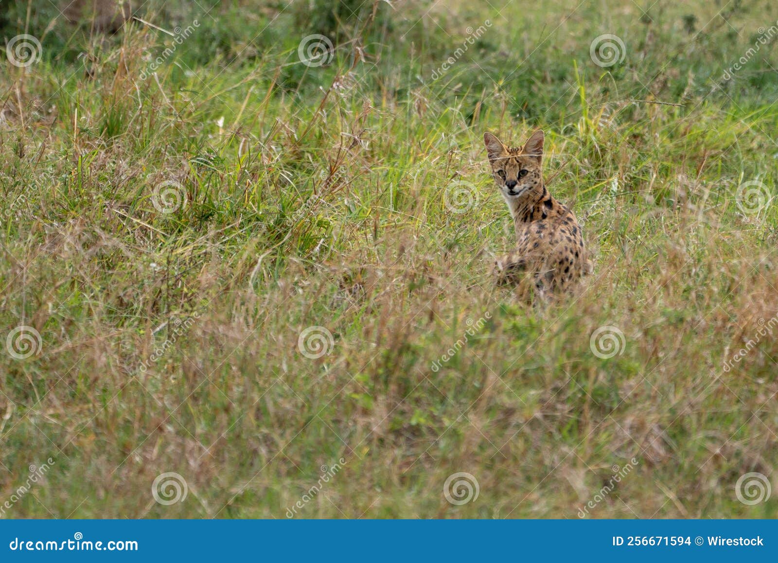 Serval in a Green Meadow Looking Back. Stock Photo - Image of feline ...