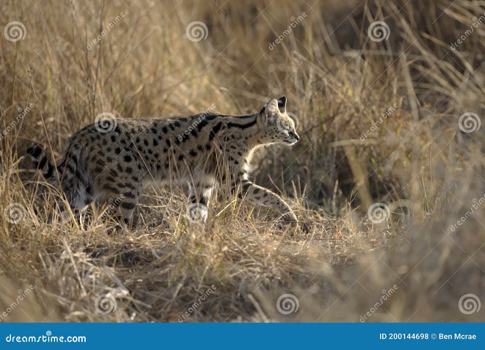 Serval hunting stock photo. Image of savuti, south, yellow - 200144698