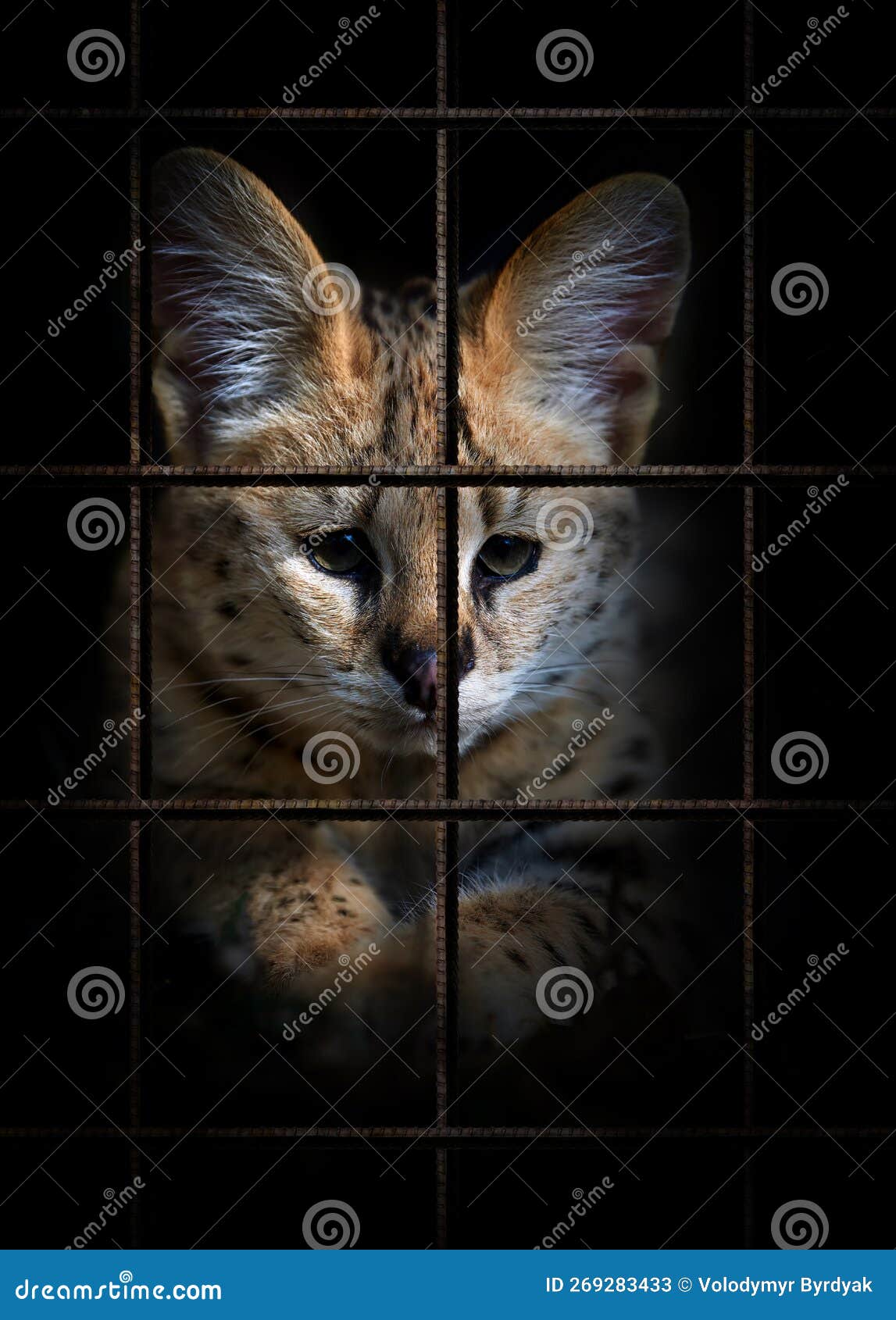 Serval Animal Isolated On A Transparent Background . Royalty-Free Stock ...