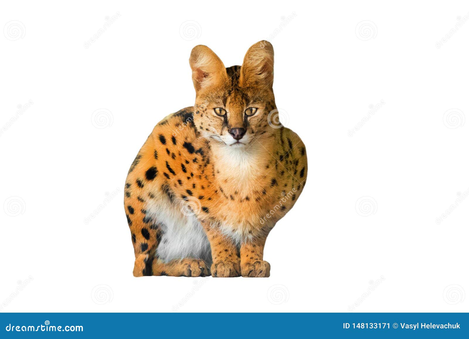 Serval isolated on a white stock image. Image of wildlife - 148133171
