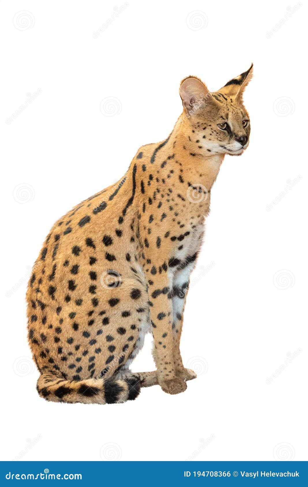 Serval isolated on a white stock photo. Image of mammals - 194708366