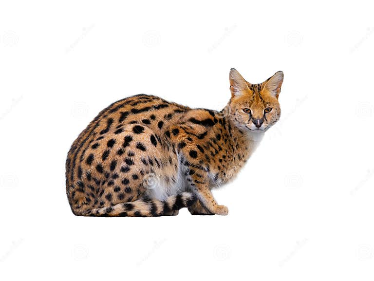 Serval Isolated on White Background Stock Image - Image of exotic, cute ...