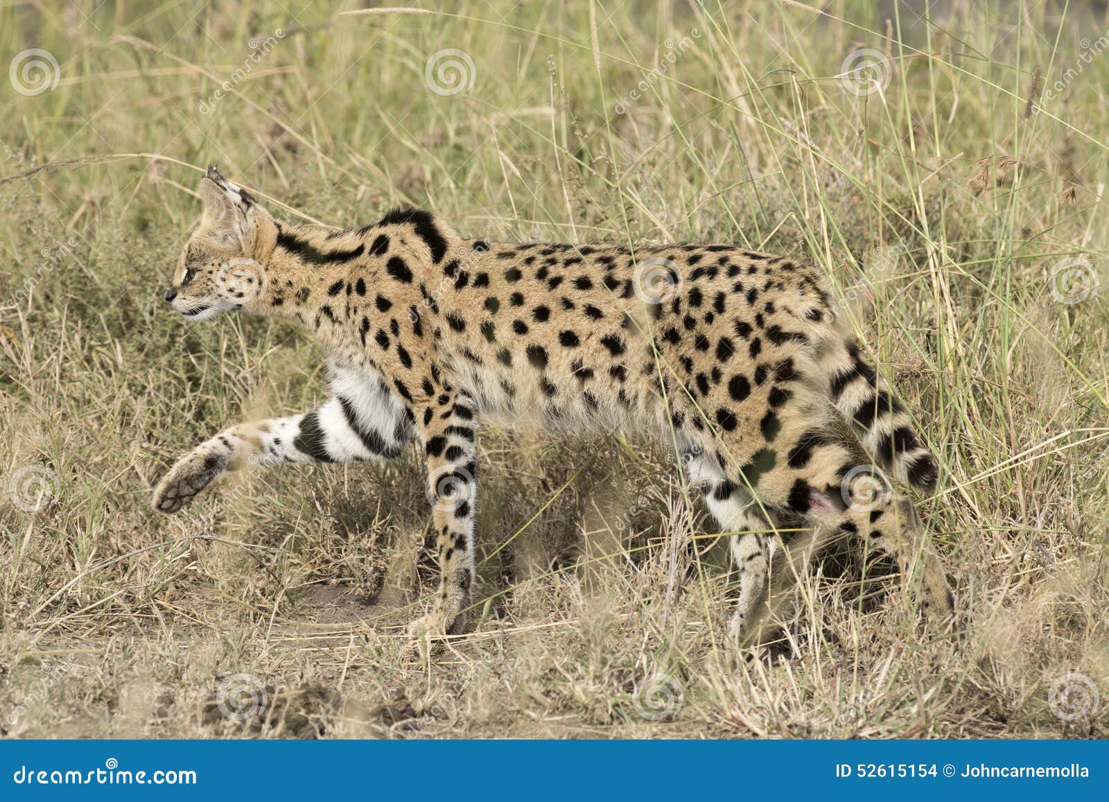 , Serval-kat stock foto. Image of park, afrika, groot - 52615154