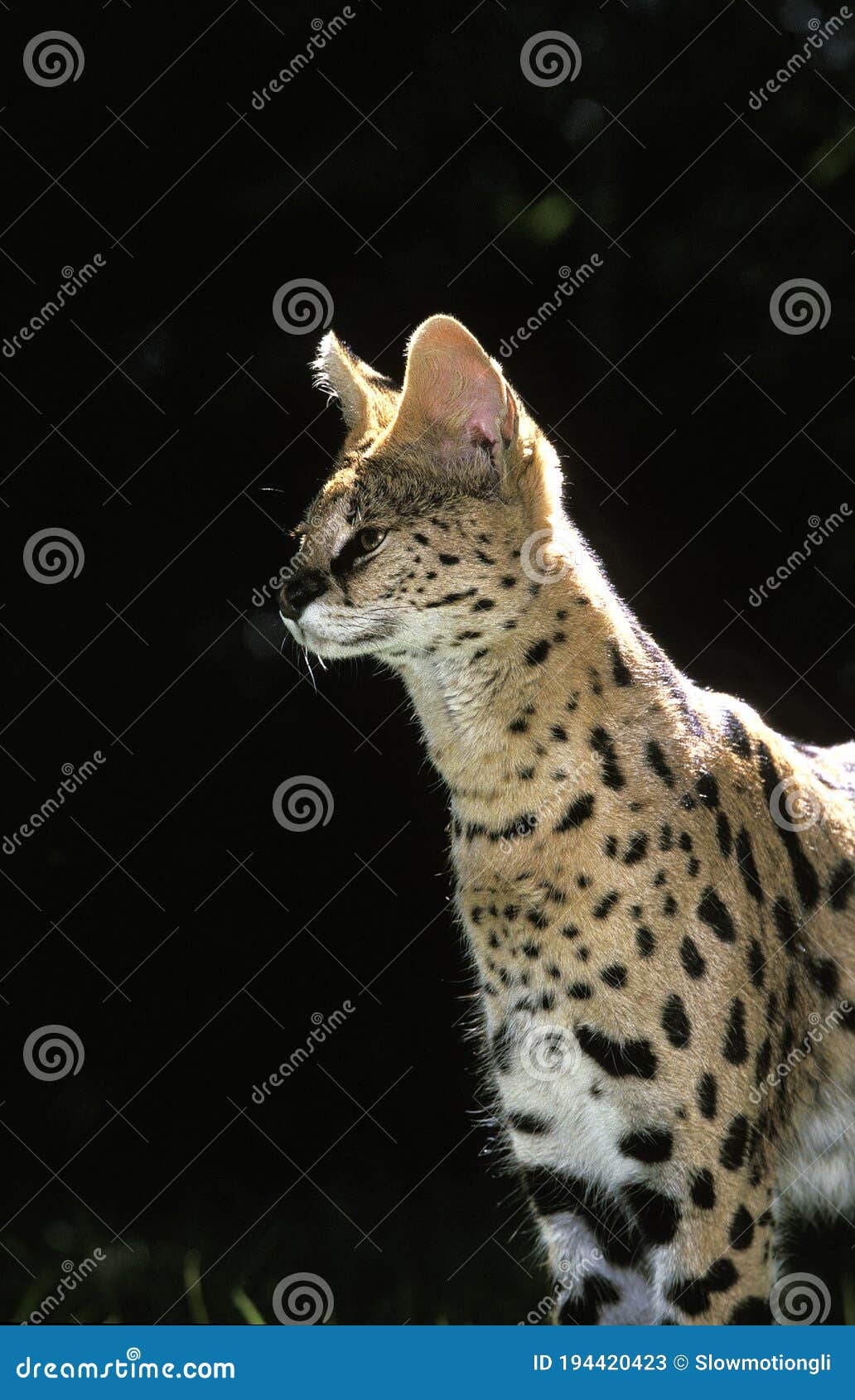 SERVAL Leptailurus Serval, ADULT Stock Image - Image of wildlife ...