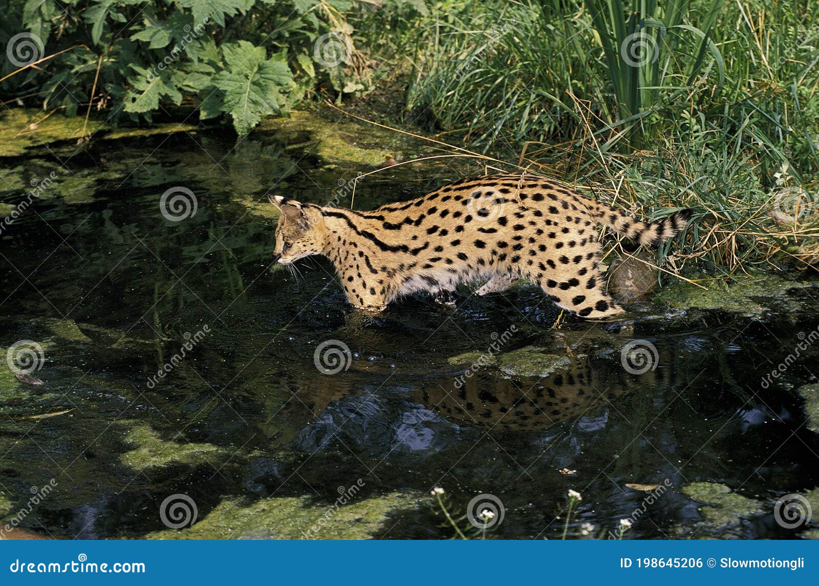 Serval, Leptailurus Serval, Adult Entering Water Stock Photo - Image of ...