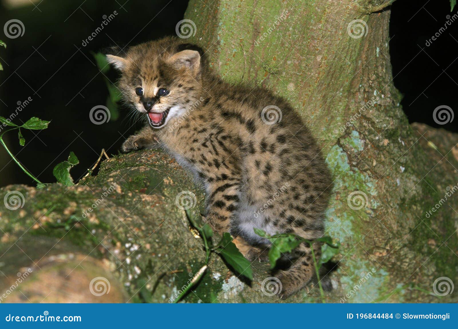 Serval, Leptailurus Serval, Cub Calling Stock Photo - Image of outdoor ...