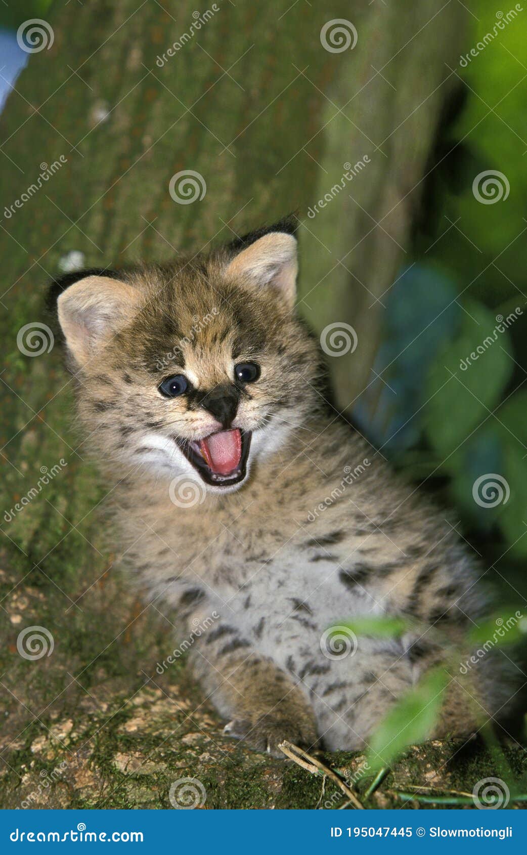 Serval, Leptailurus Serval, Cub Calling Out Stock Image - Image of ...