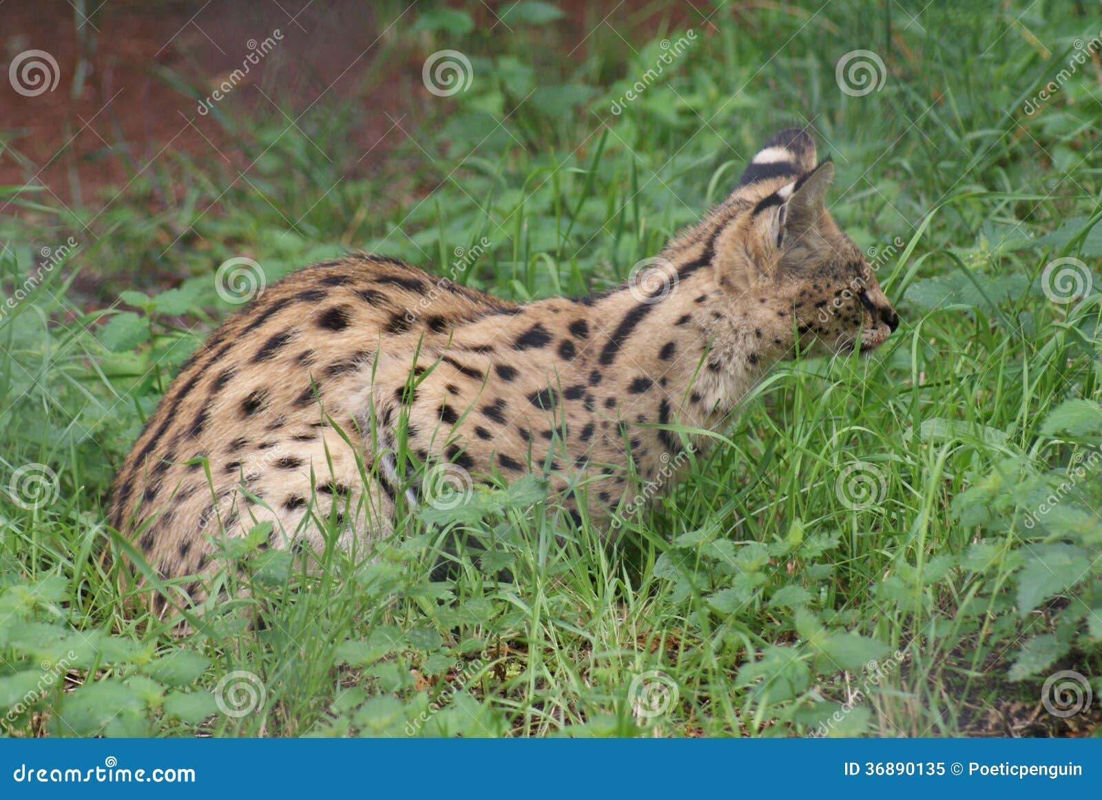 Serval - Serval Leptailurus Stock Afbeelding - Image of schepsel, bruin: 36890135