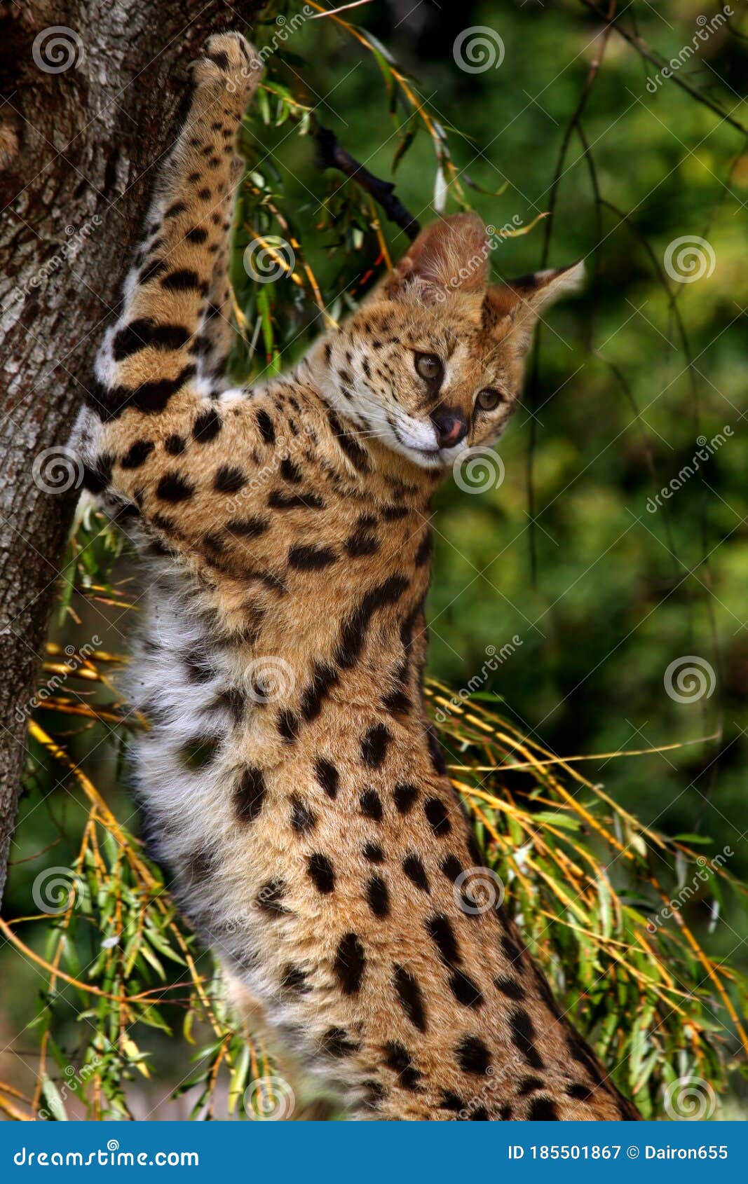 Serval In A Tree At Kruger Stock Image | CartoonDealer.com #64766533
