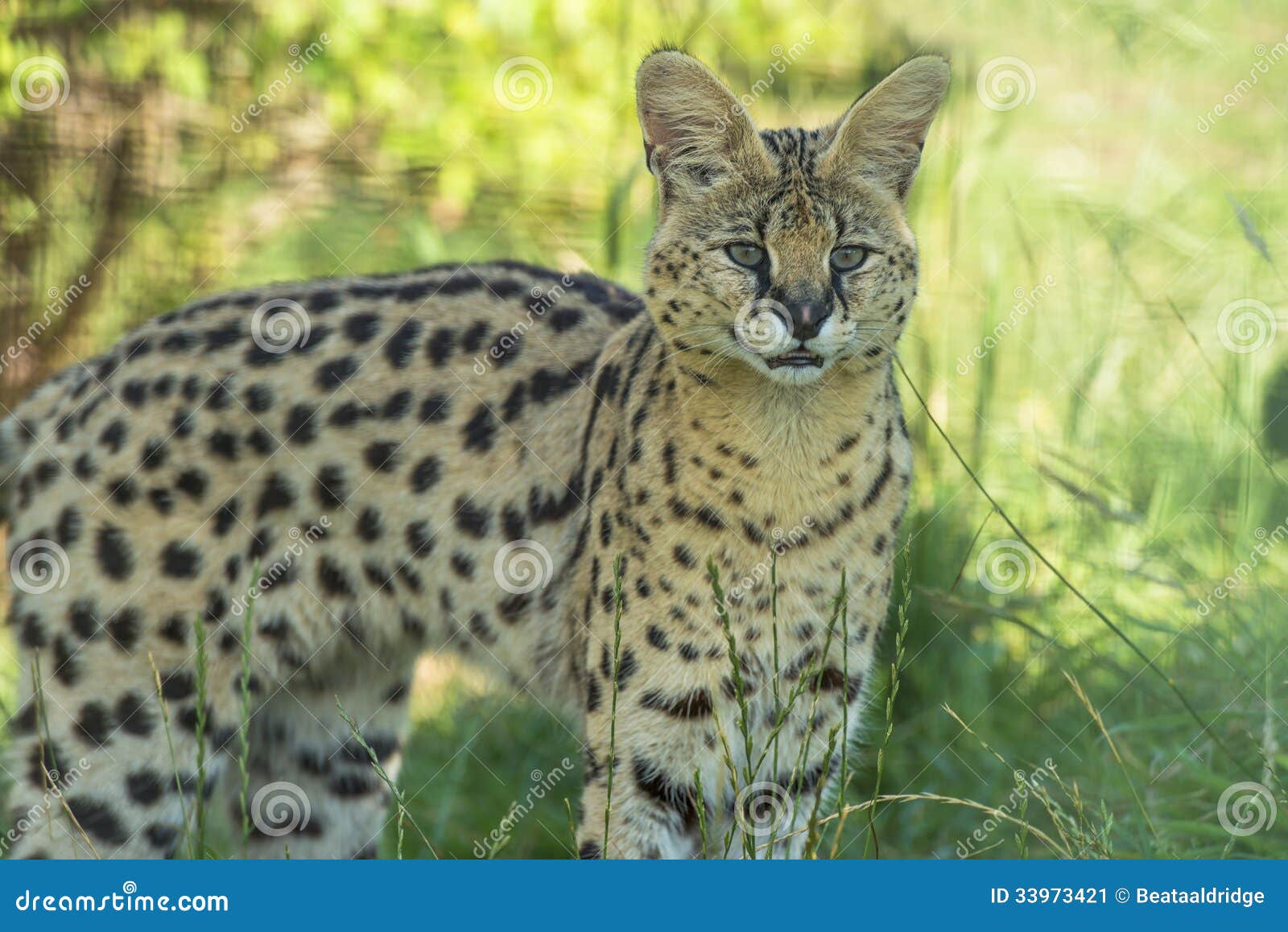 Serval (Leptailurus-Serval) Stockbild - Bild von raub, beschmutzt: 33973421