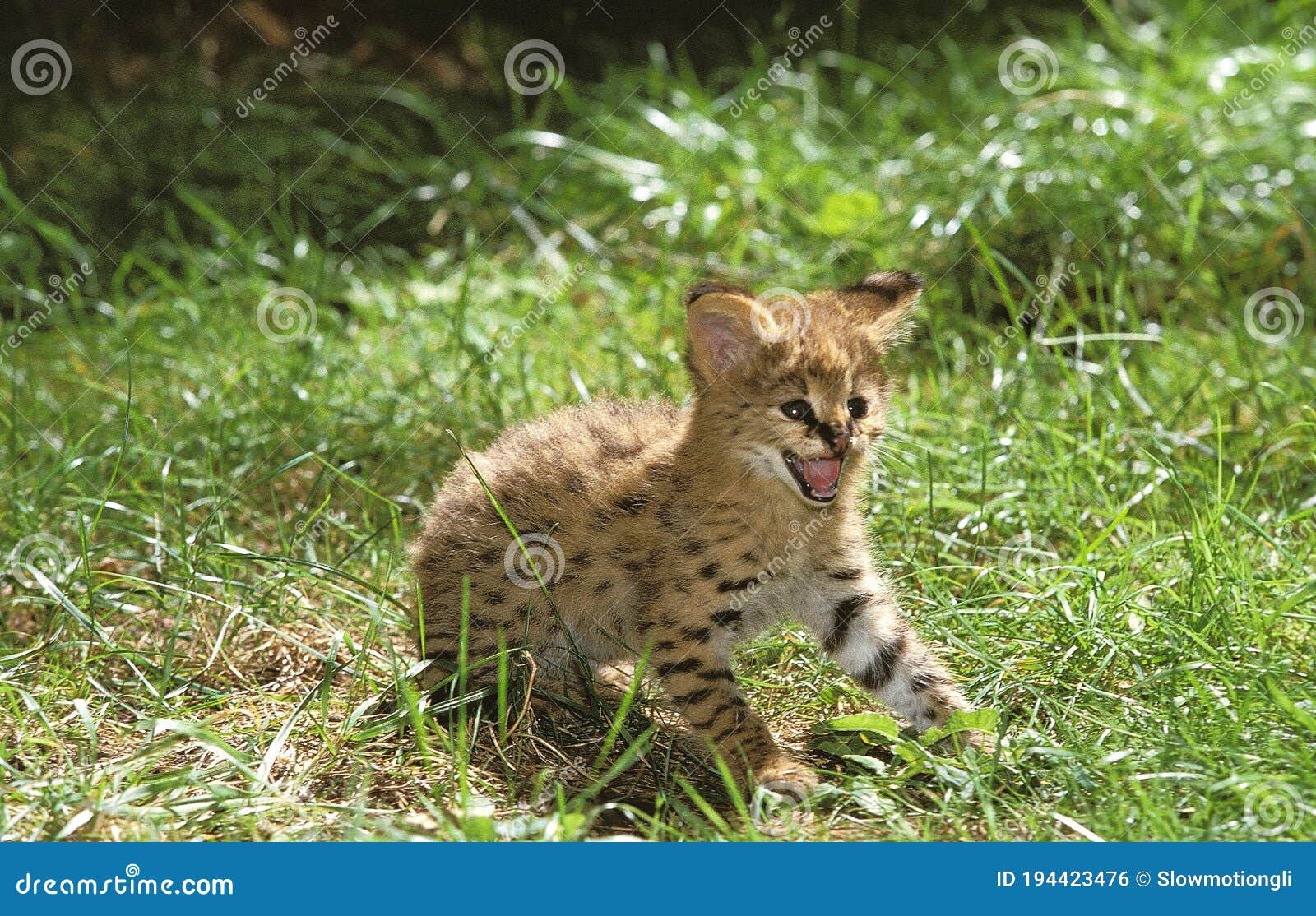 SERVAL Leptailurus Serval, CUB SNARLING Stock Photo - Image of mammal ...