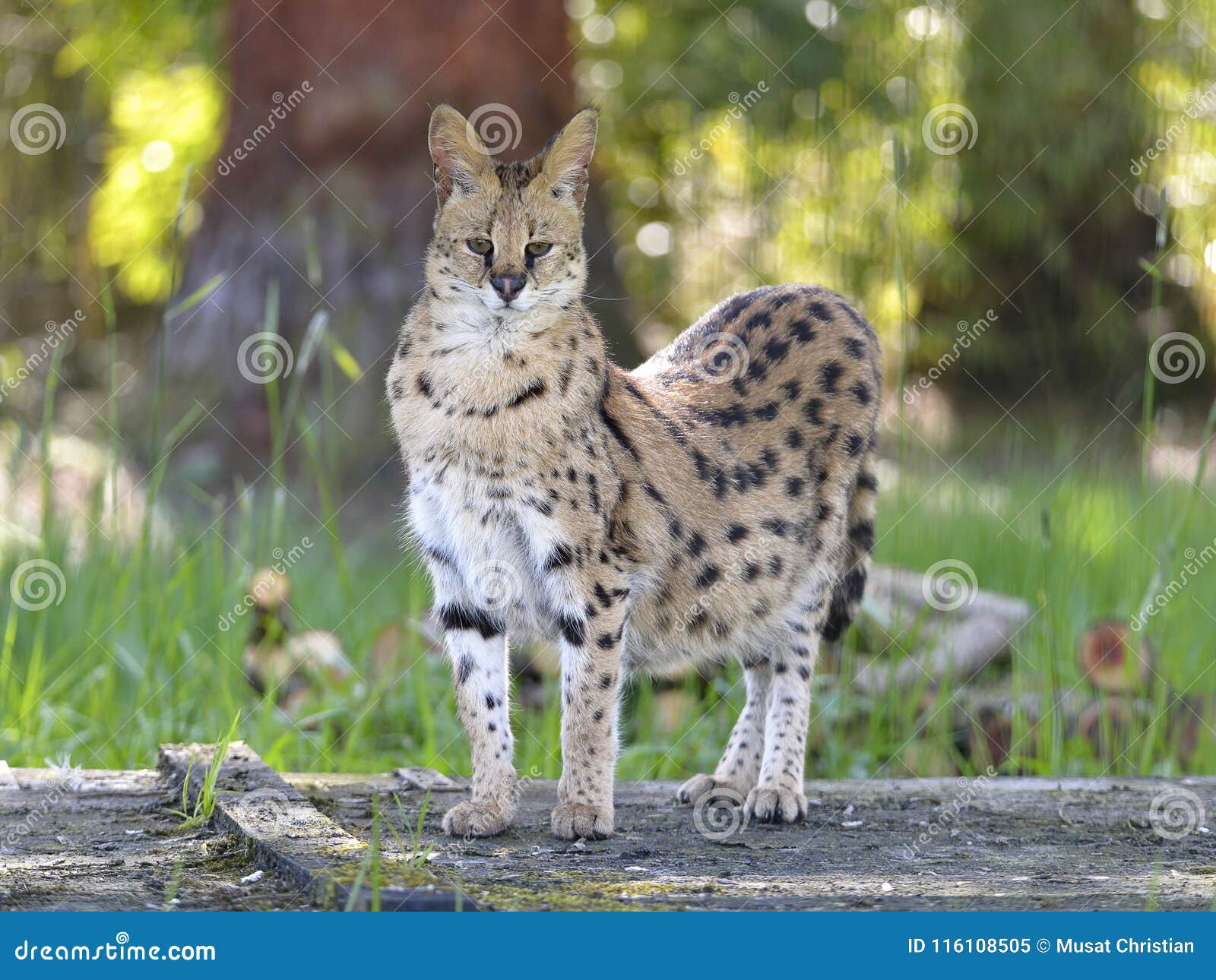 Serval standing stock image. Image of leptailurus, animal - 116108505
