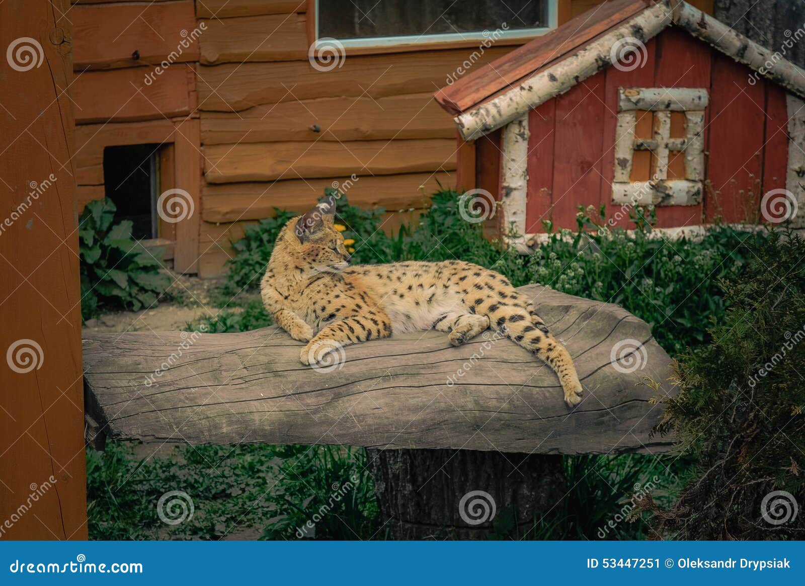 Serval lying on a log stock image. Image of felines, mammal - 53447251