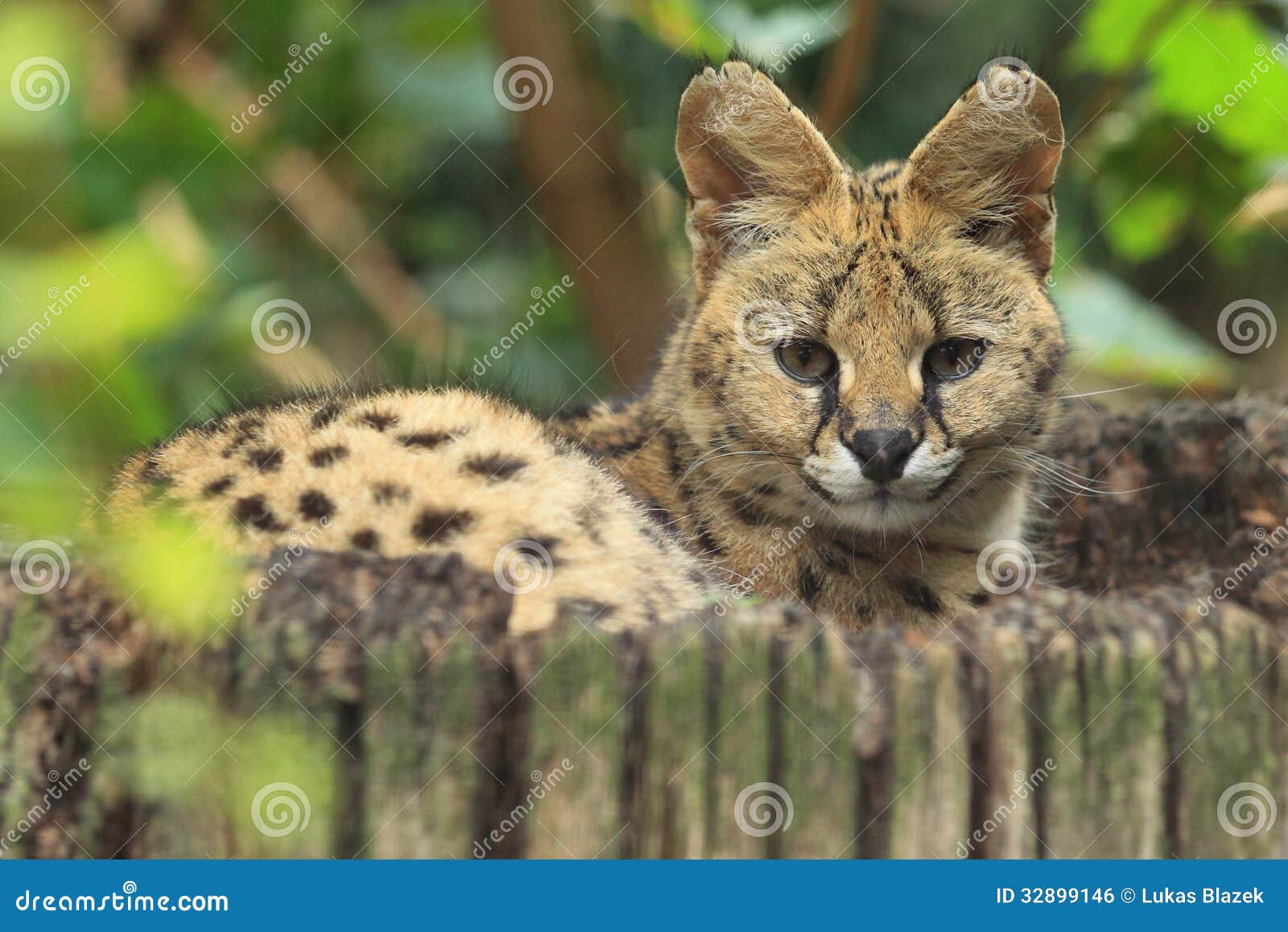 Serval stock photo. Image of leptailurus, lying, animal - 32899146