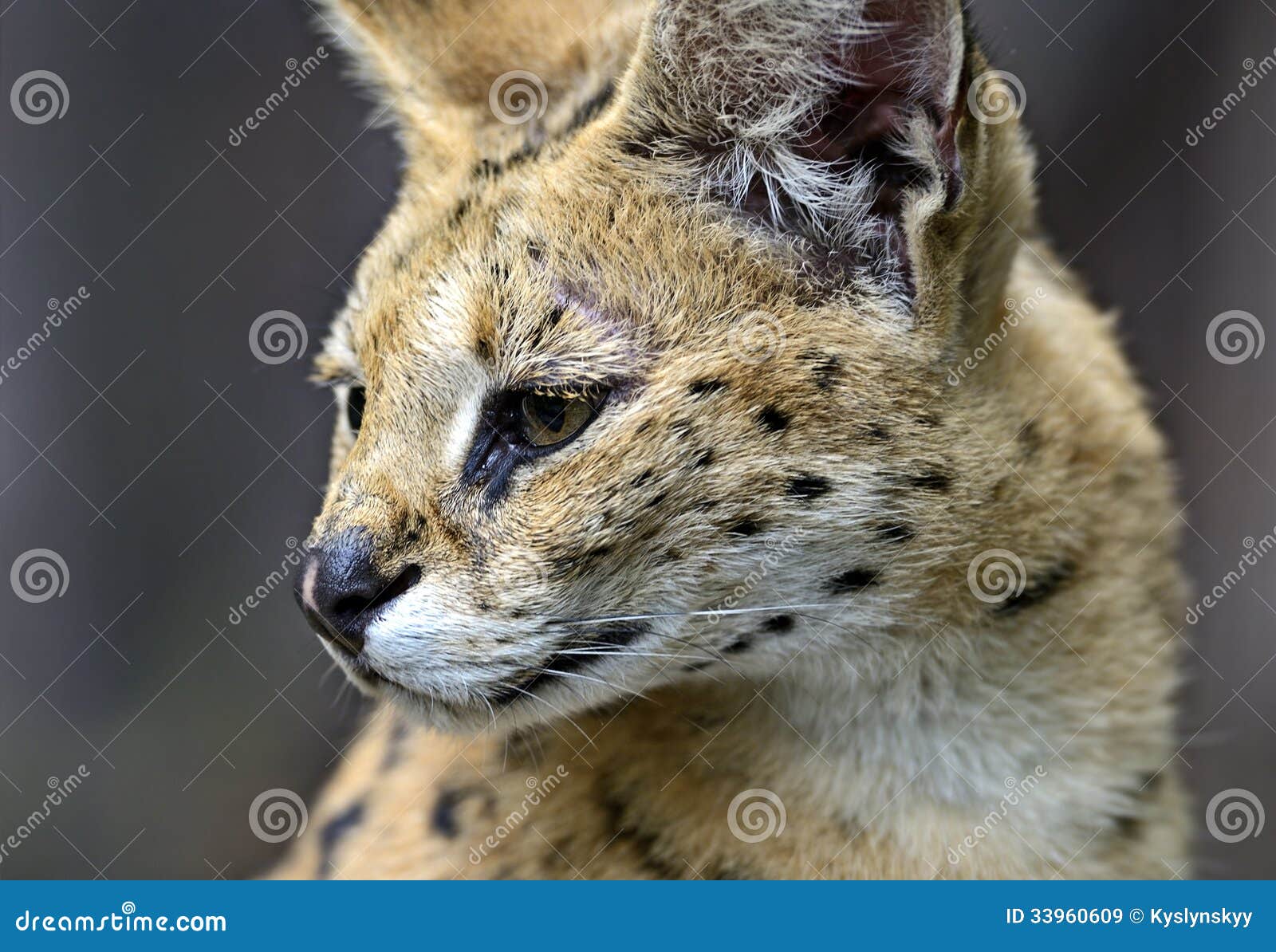 Serval stock image. Image of animals, mammals, wildlife - 33960609