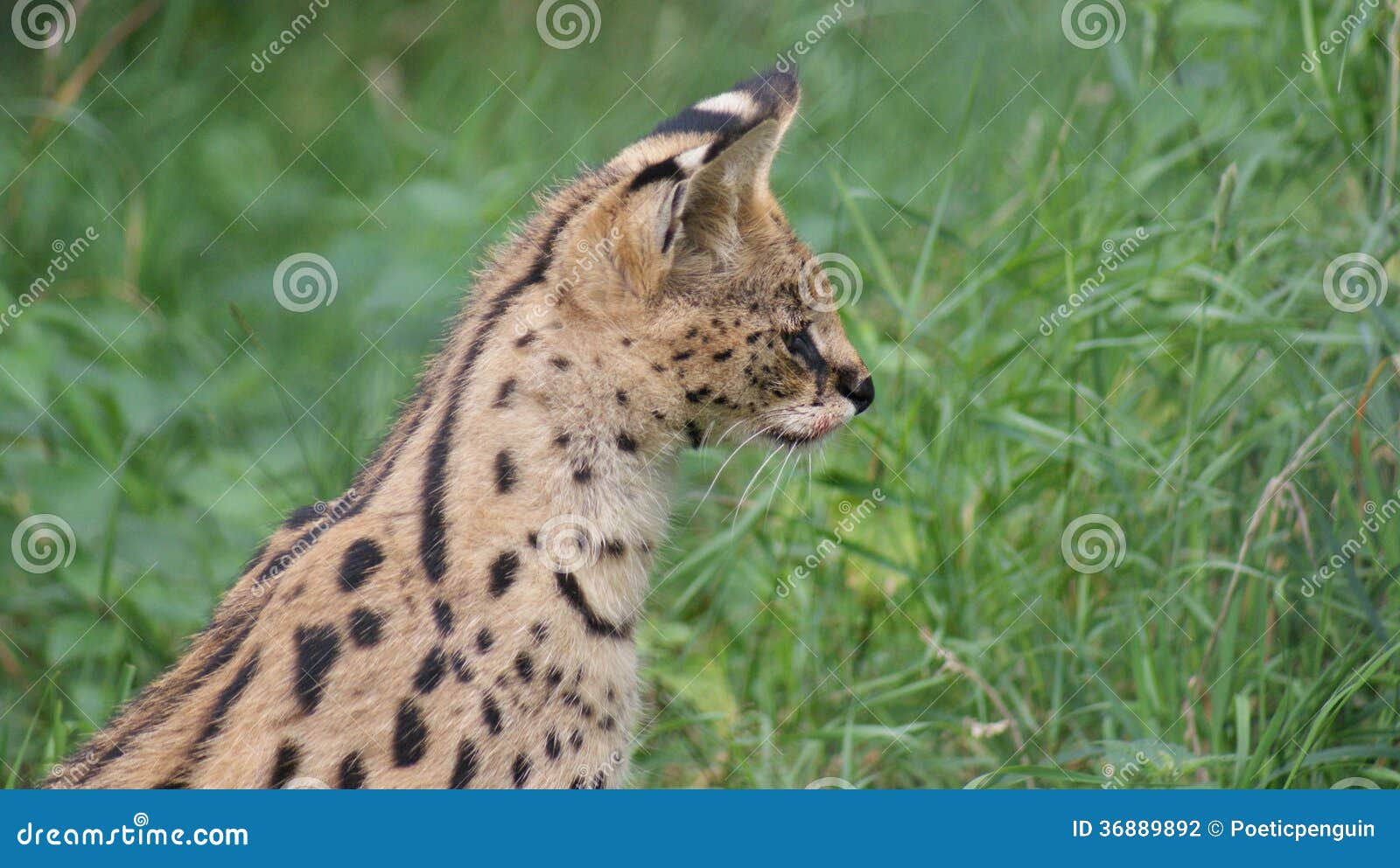 Serval - Serval De Leptailurus Foto de archivo - Imagen de travieso ...
