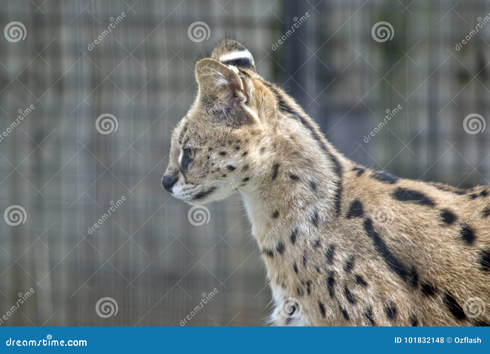 Serval stock photo. Image of leopard, serval, whiskers - 101832148