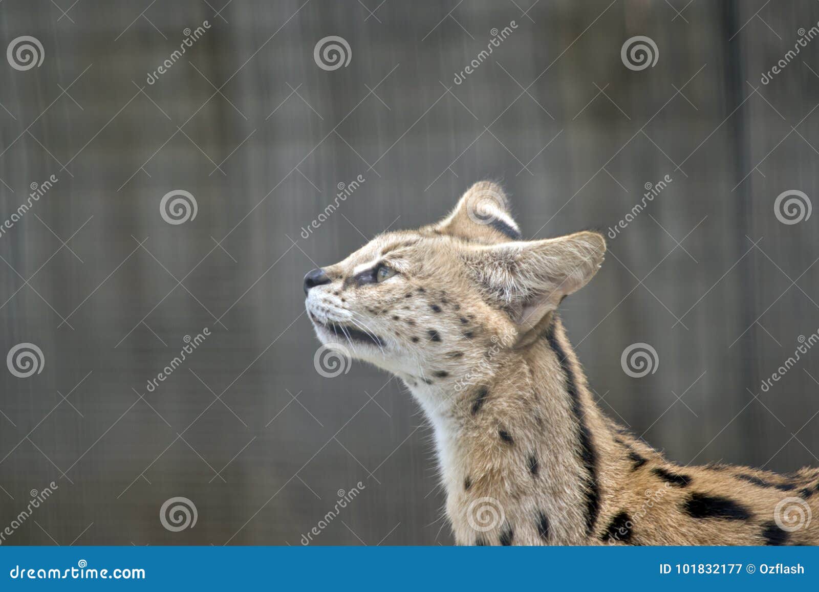Serval stock image. Image of feline, side, white, black - 101832177