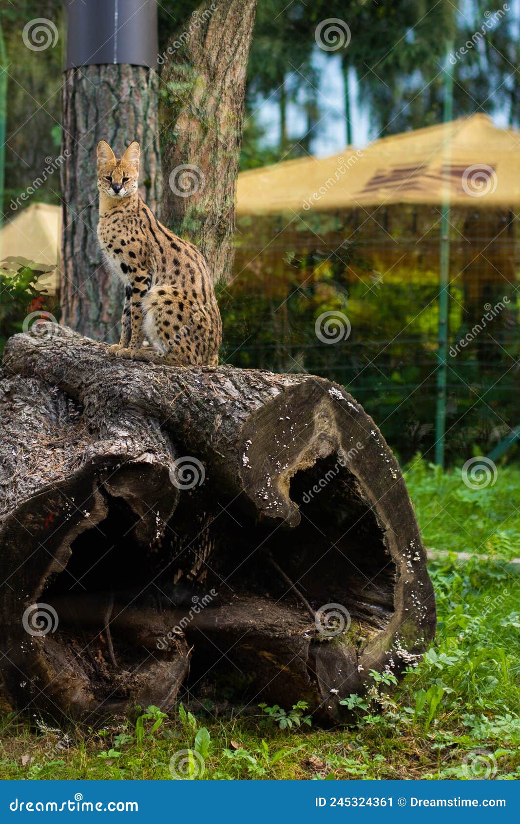 Serval Sits on a Felled Tree in the Zoo Stock Image - Image of predator ...