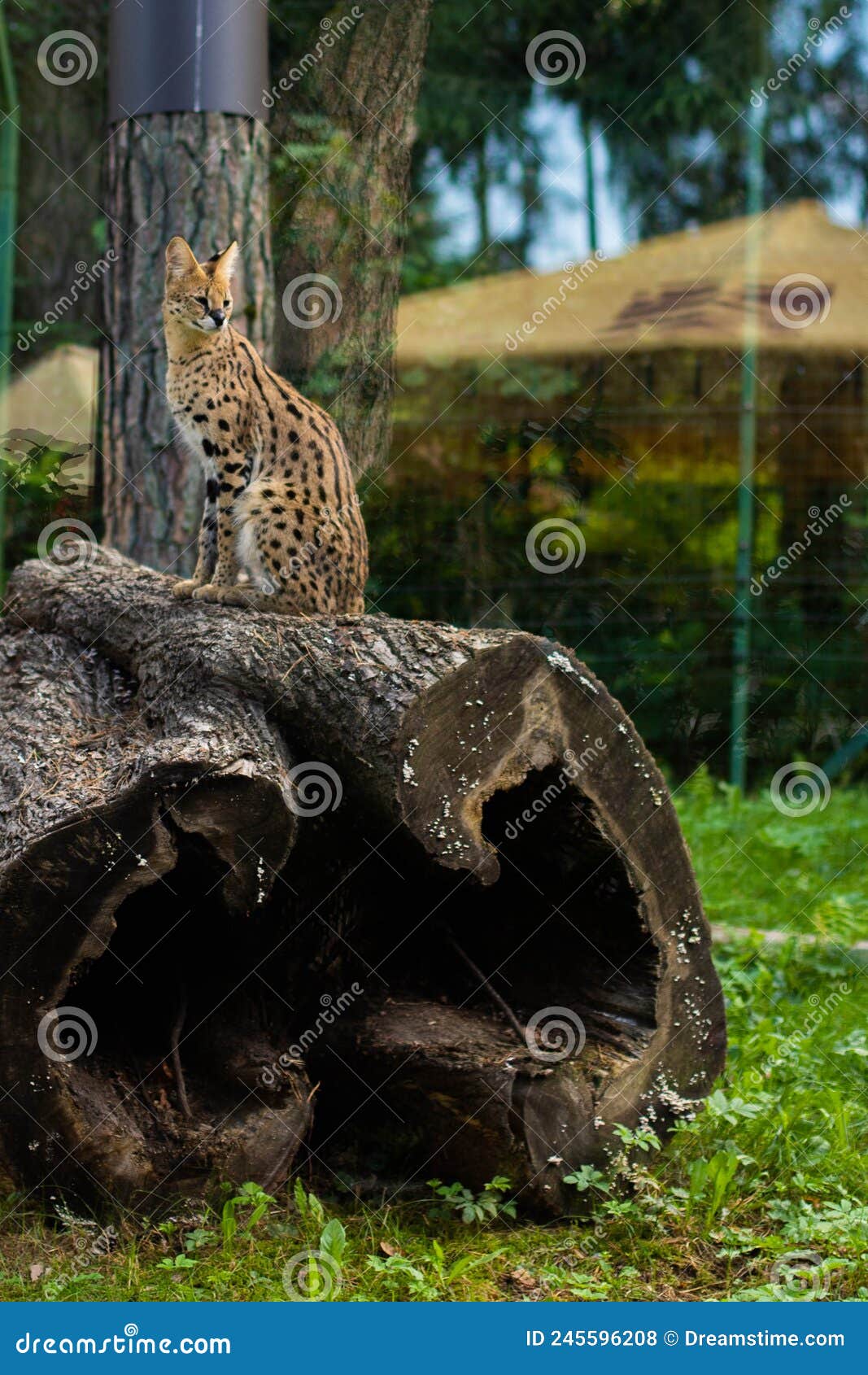 Serval Sits on a Felled Tree in the Zoo Stock Photo - Image of wild ...