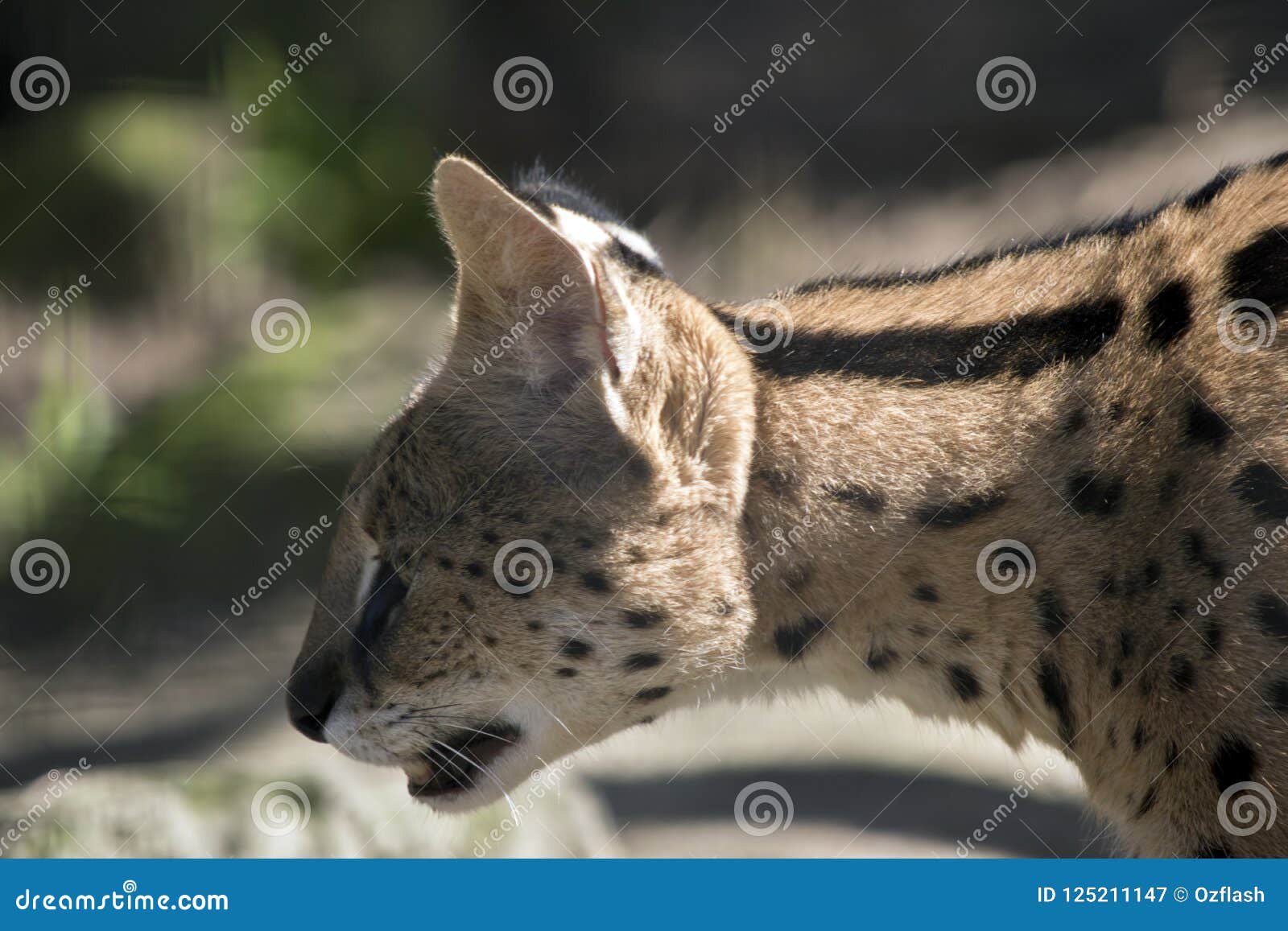 Serval side view stock image. Image of side, teeth, spotted - 125211147