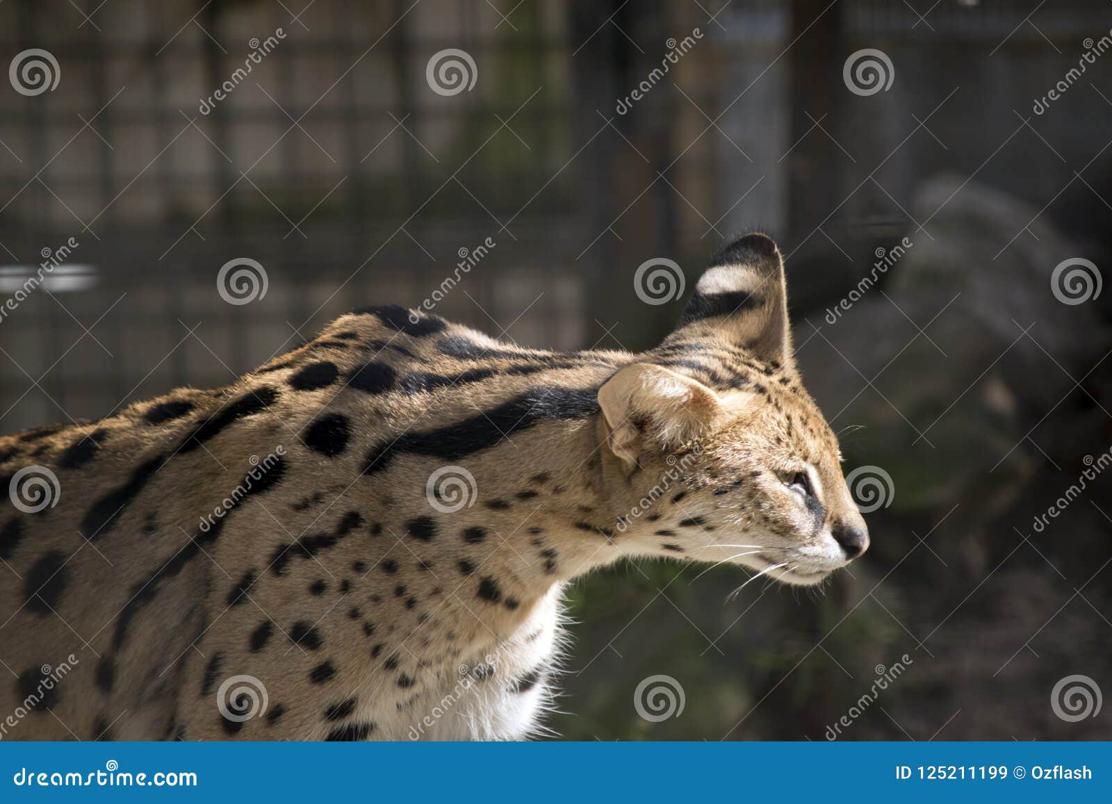 Serval side view stock image. Image of teeth, south - 125211199