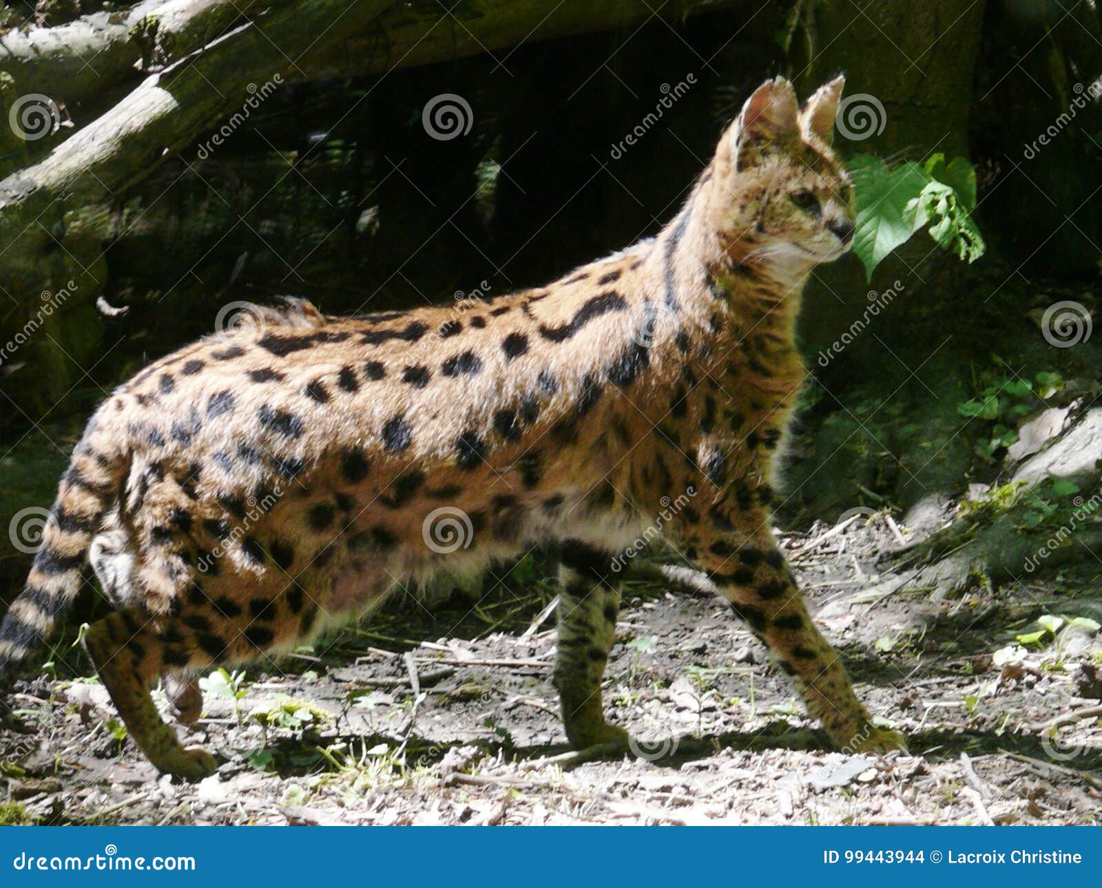Serval spotted stock photo. Image of feline, beige, africa - 99443944